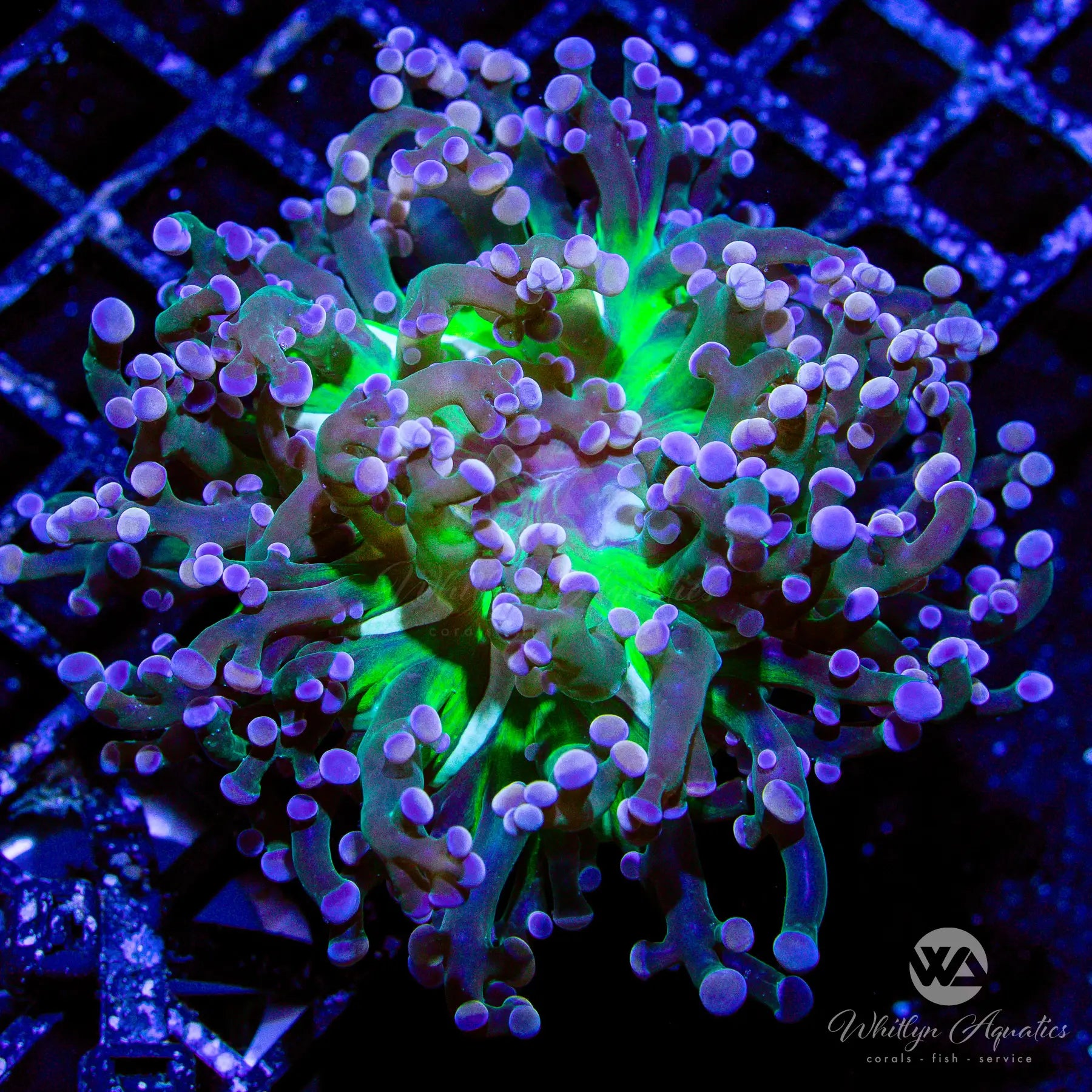 (P1) WA Miami Heat Frogspawn - WYSIWYG – Whitlyn Aquatics
