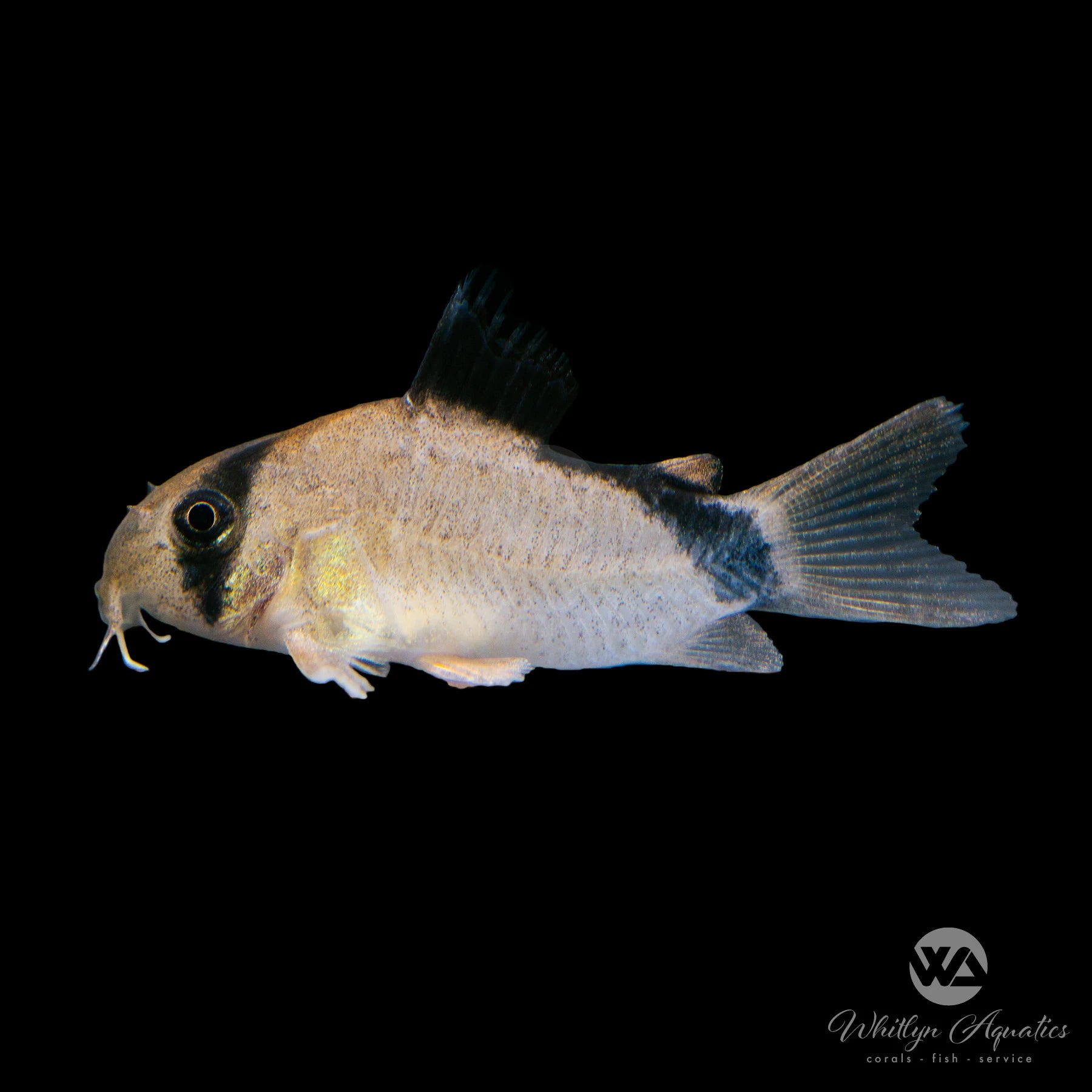 Bandit Cory Catfish - Corydoras metae – Whitlyn Aquatics