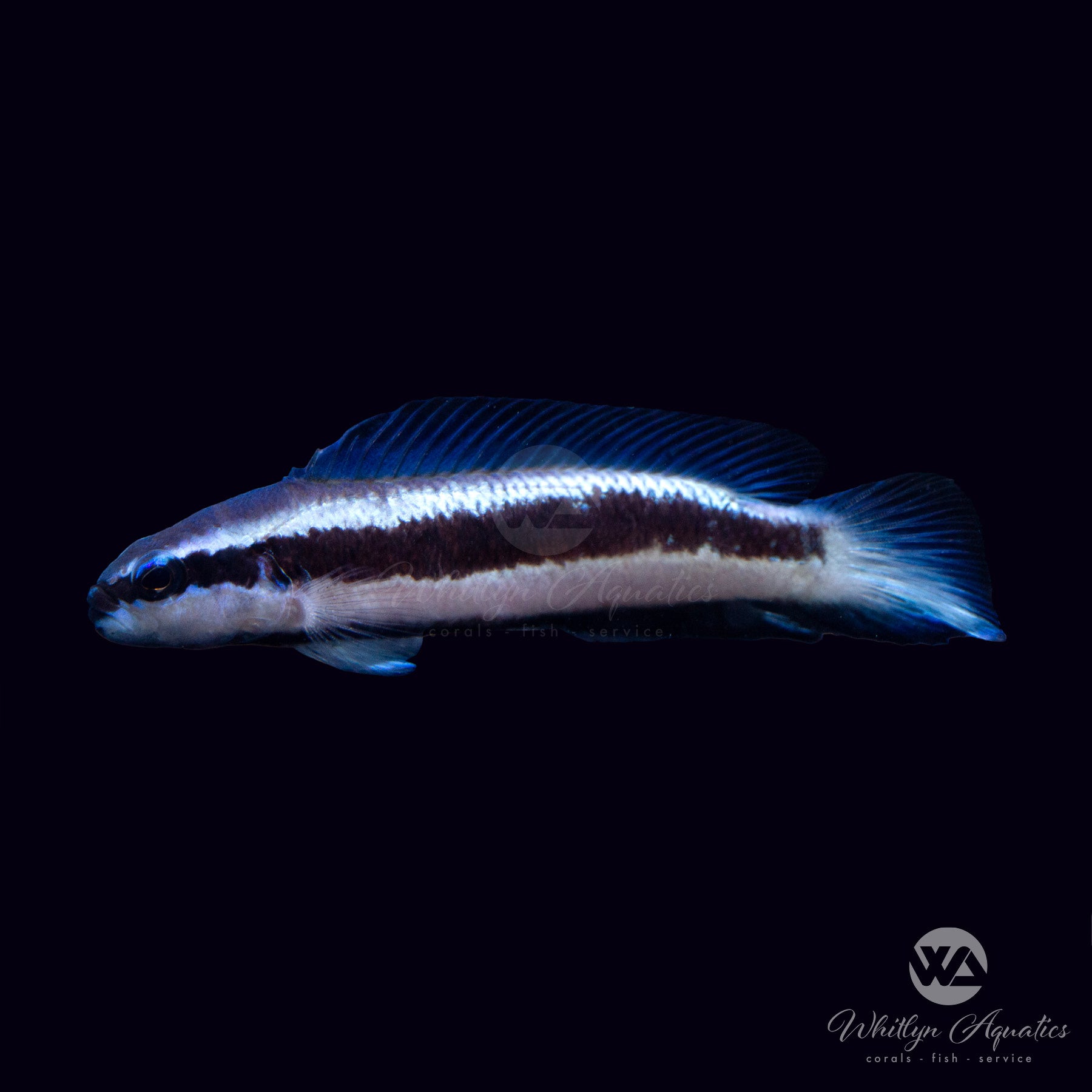 Indigo Dottyback