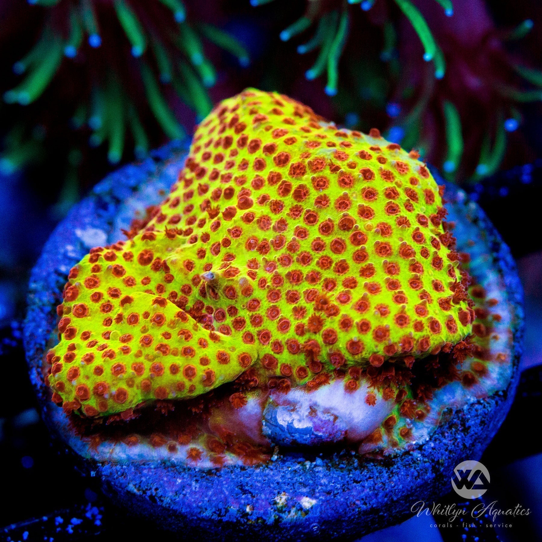 Stylocoeniella Coral Care Guide – Care, Feeding & Lighting Tips ...
