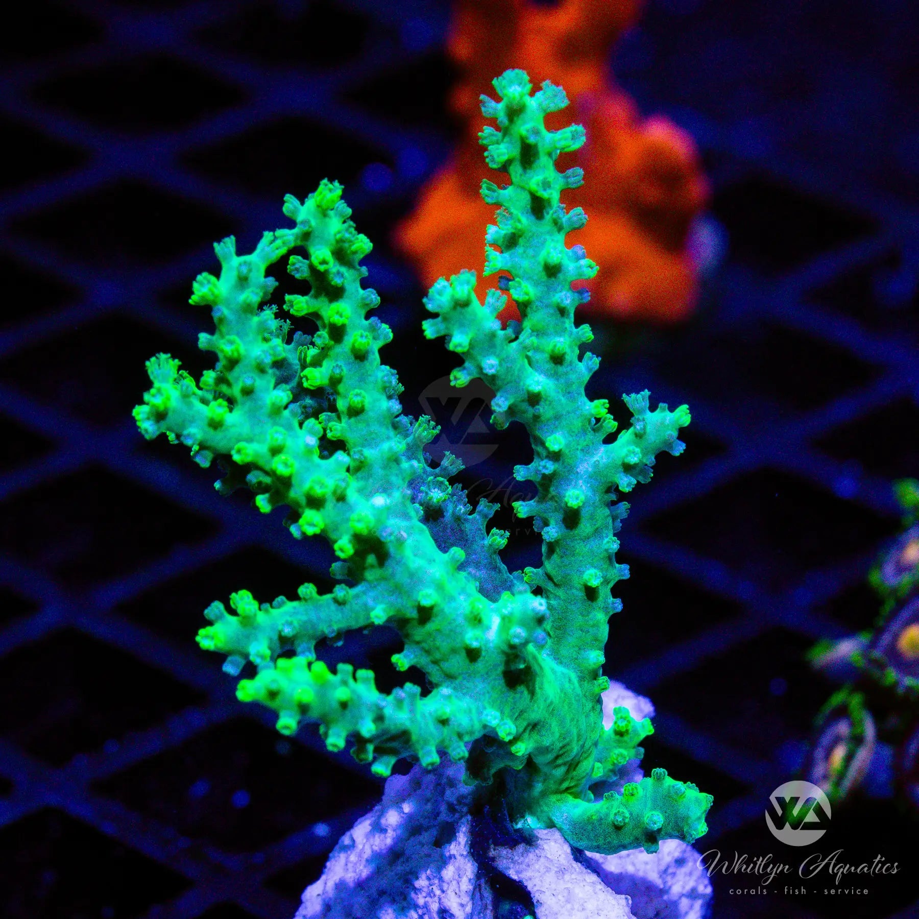 Nephthea Leather Coral Care Guide – Care, Feeding & Lighting Tips ...