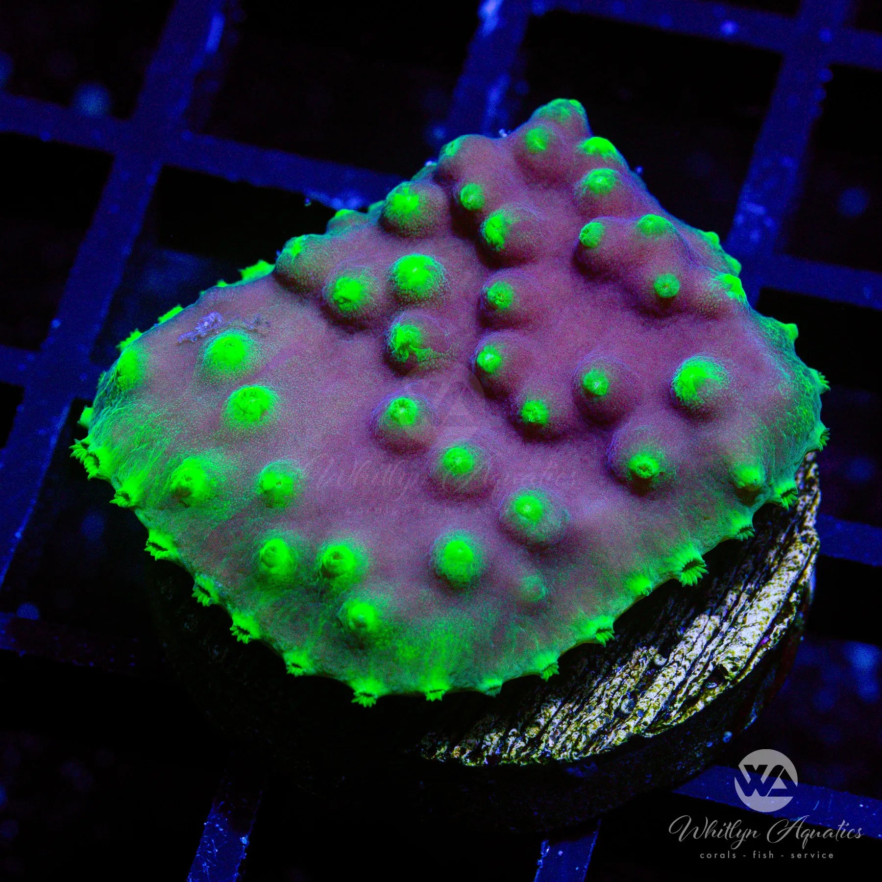 Scroll Coral Care Guide – Care, Feeding & Lighting Tips – Whitlyn Aquatics
