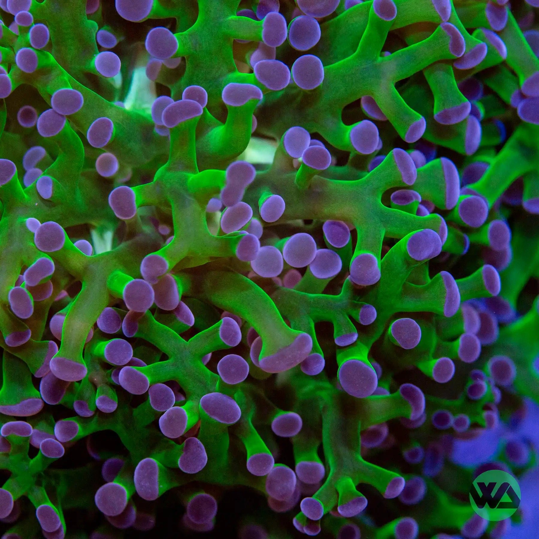 Hammer, Frogspawn & Octospawn Coral Care Guide – Care, Feeding & Light ...