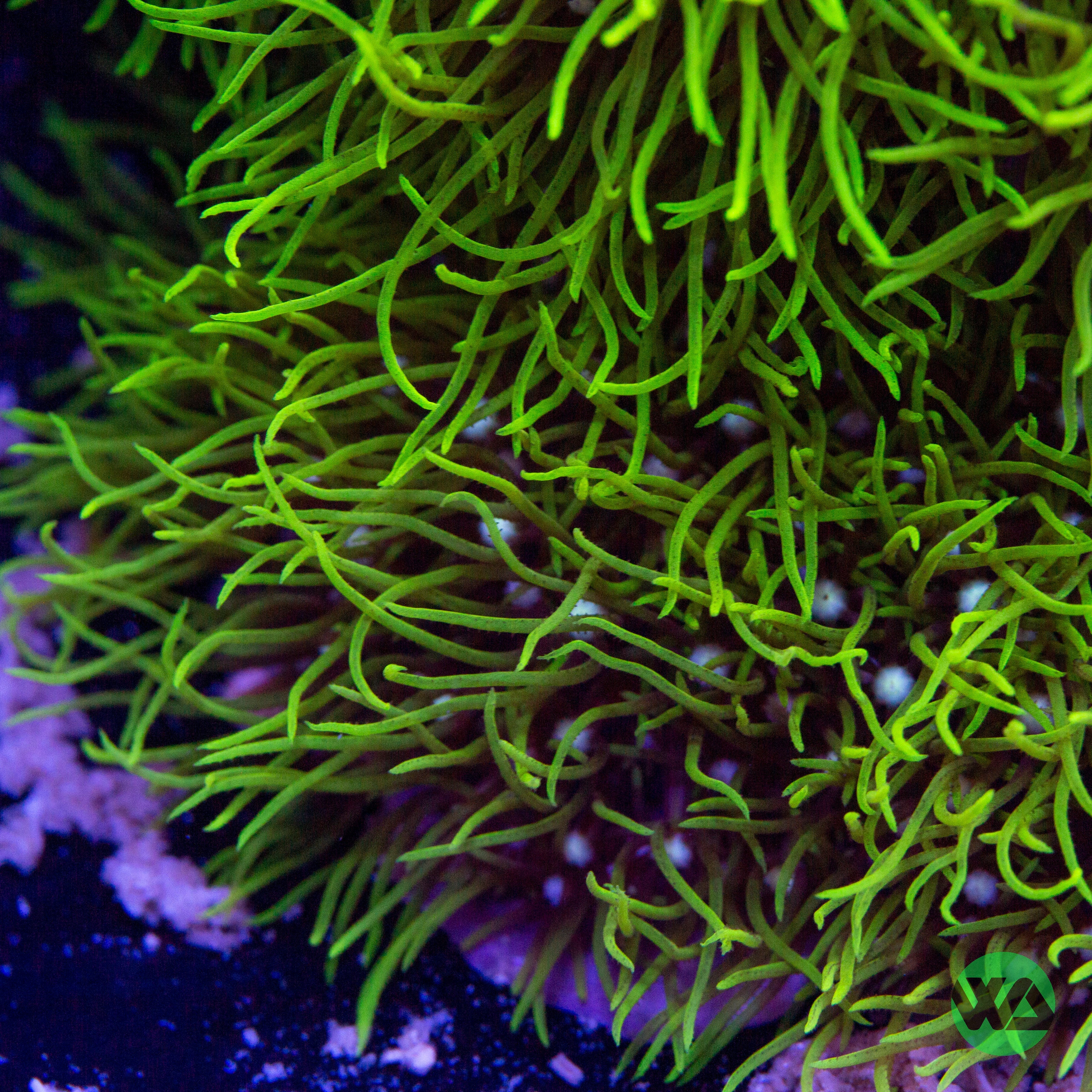Green Star Polyps Coral Care Guide – Care, Feeding & Lighting Tips ...