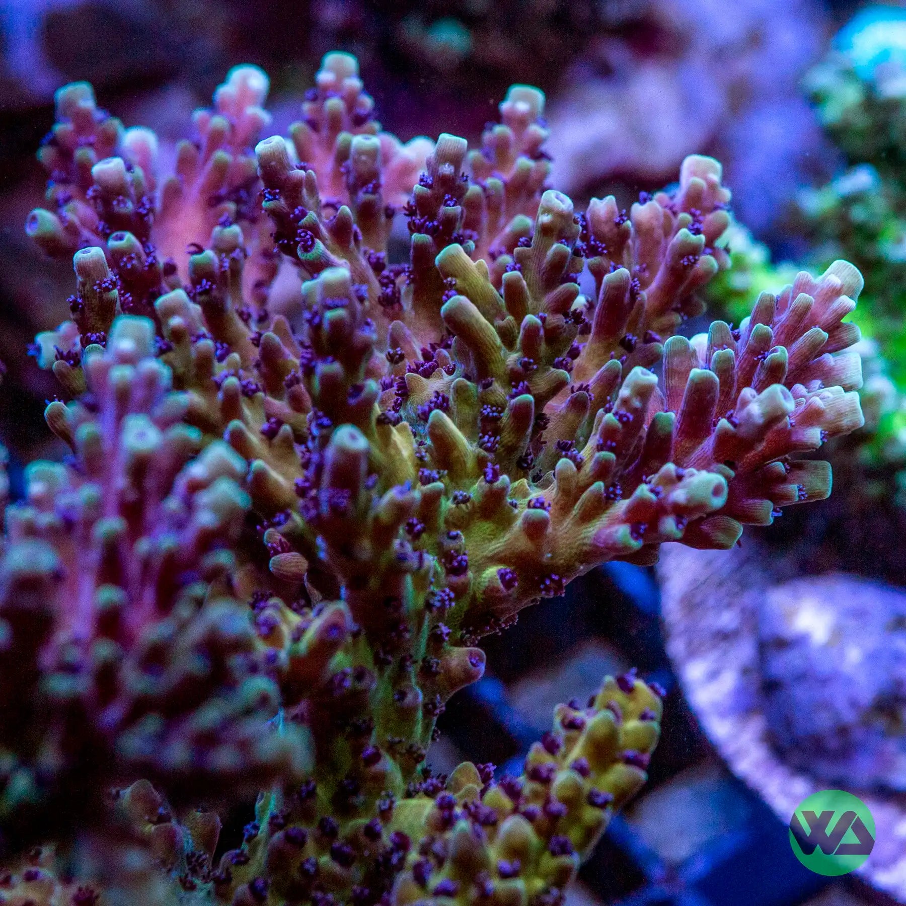 Acropora Care Guide – Care, Feeding & Lighting Tips – Whitlyn Aquatics