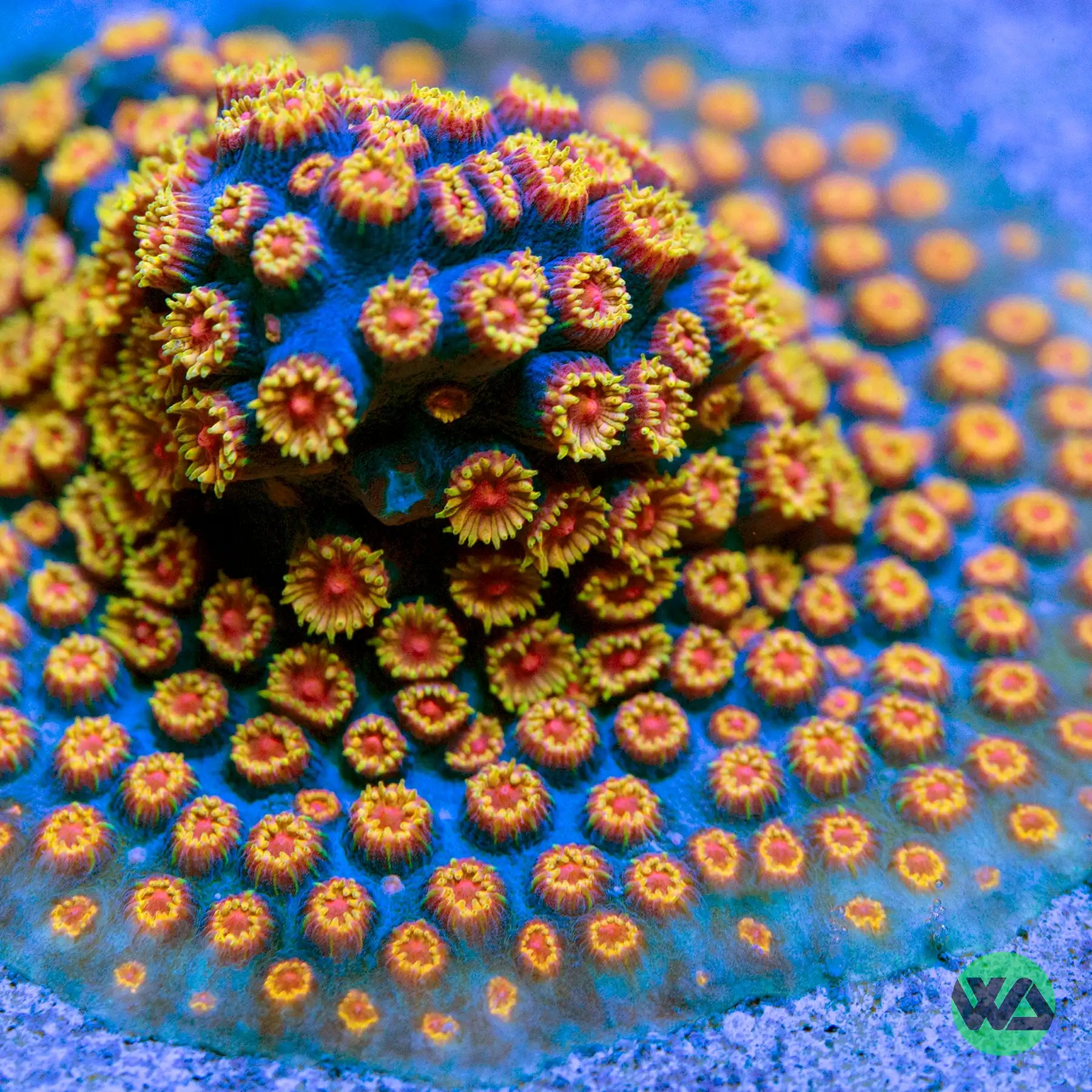 Cyphastrea Coral Care Guide – Care, Feeding & Lighting Tips – Whitlyn ...