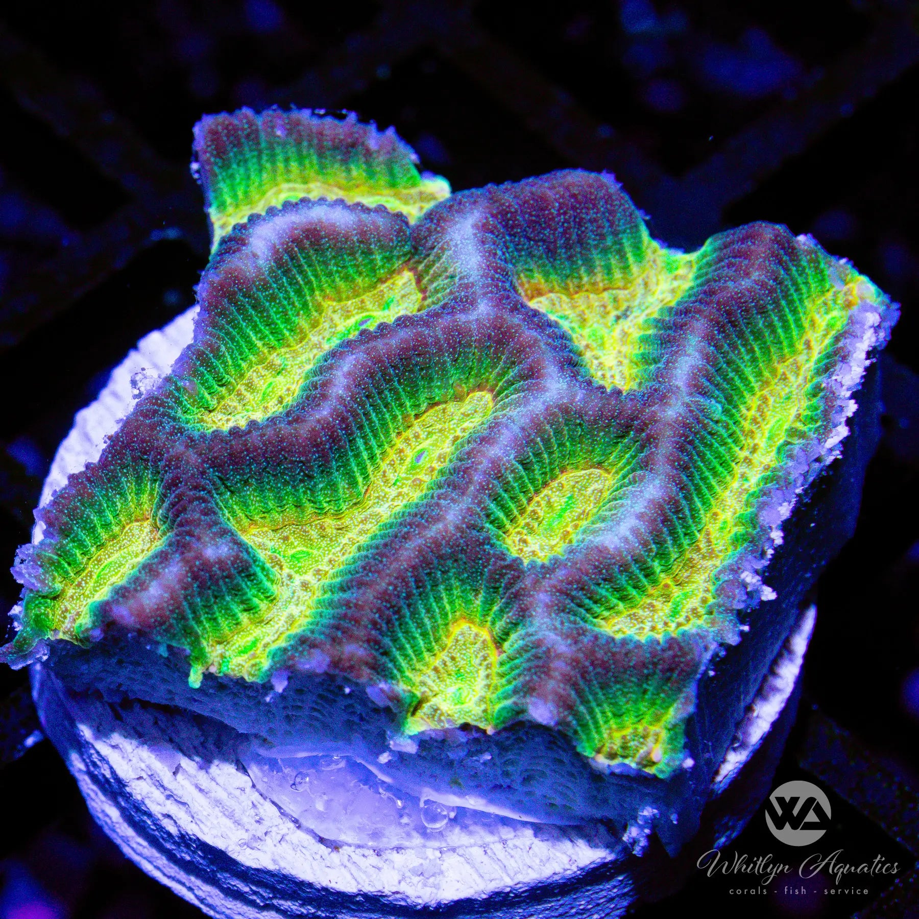 Platygyra Coral Care Guide – Care, Feeding & Lighting Tips – Whitlyn ...