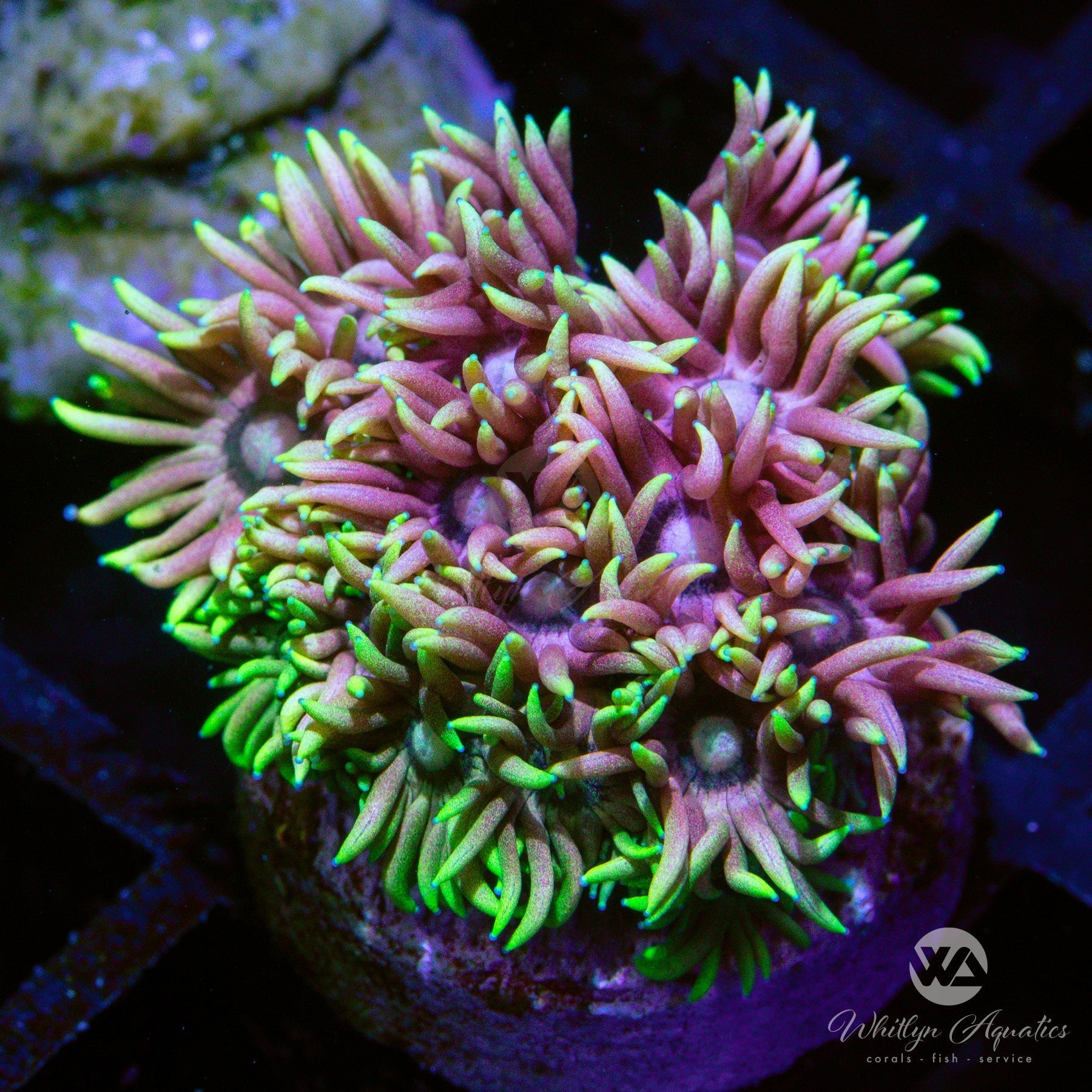 Goniopora & Alveopora Coral Care Guide – Care, Feeding & Lighting Tips ...