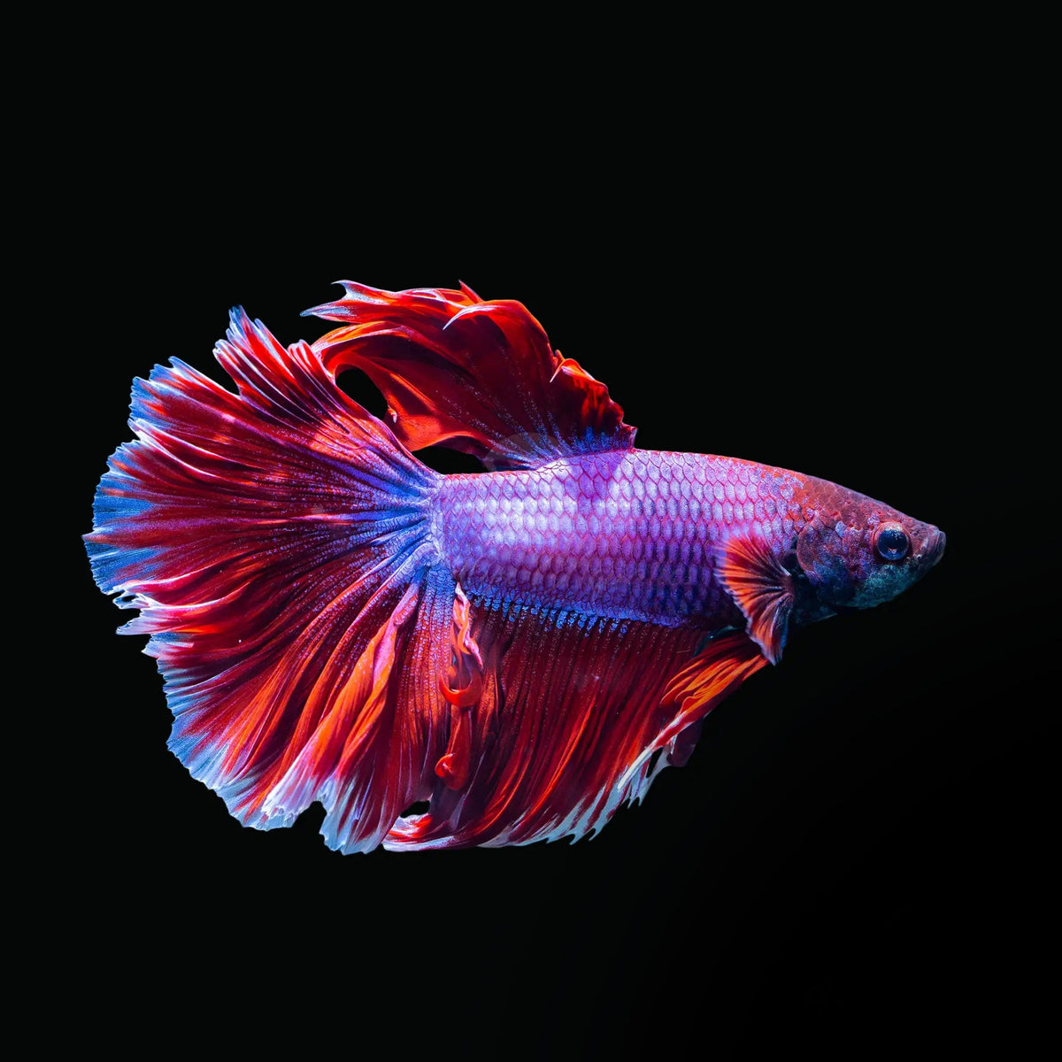 Whitlyn Aquatics - Coral Frags, Fish, Supplies & Aquarium Services