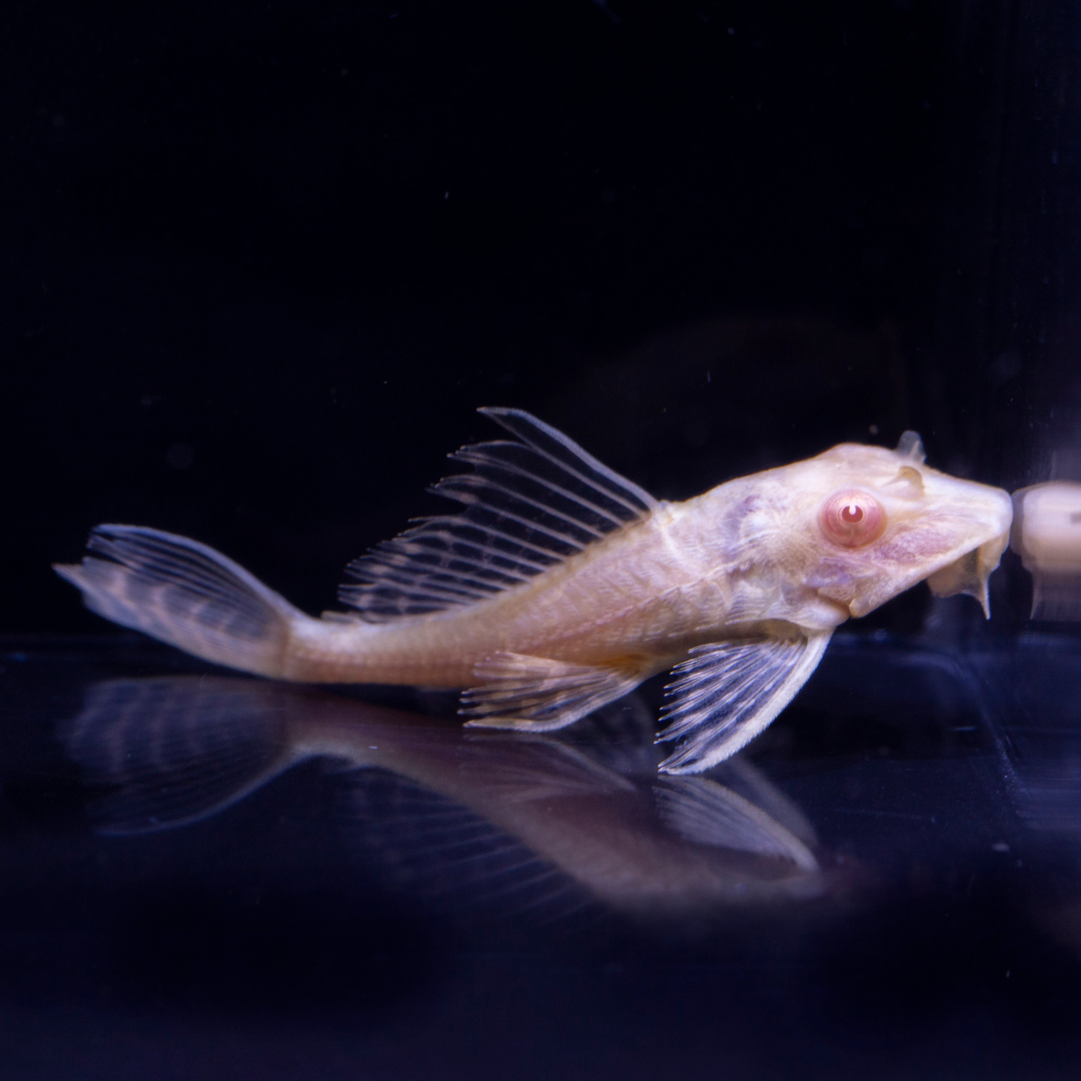 Albino Butterfly Pleco
