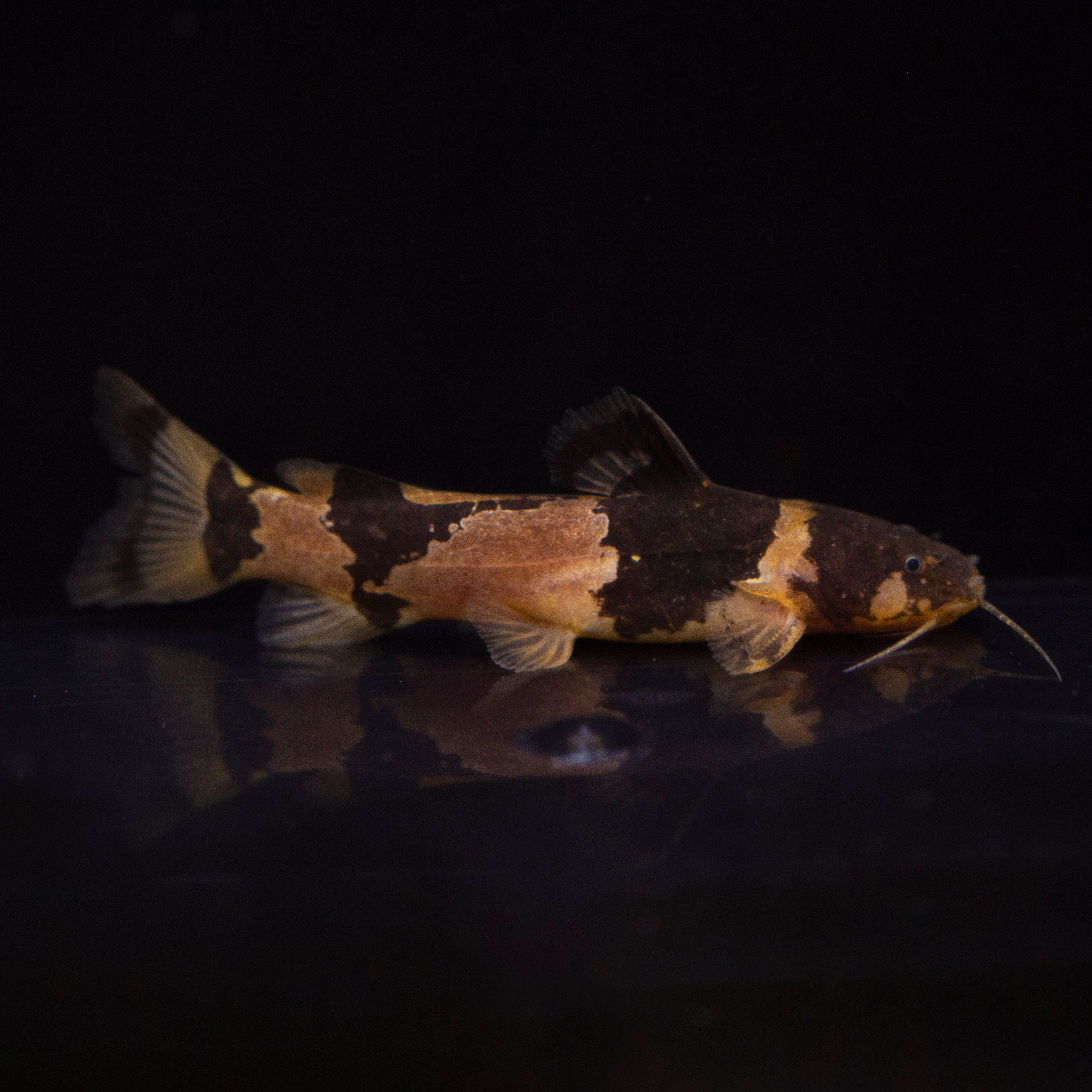 Catfish – Whitlyn Aquatics