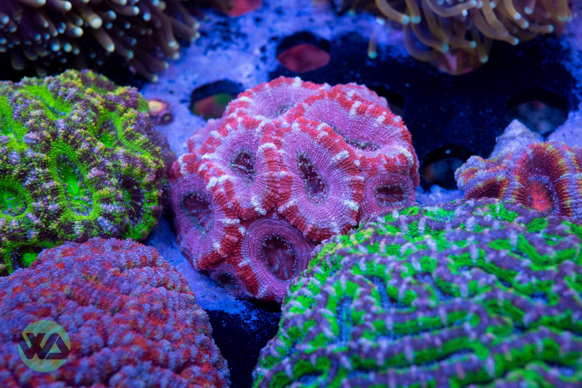 Weekly WYSIWYG Live Coral Auctions – Whitlyn Aquatics