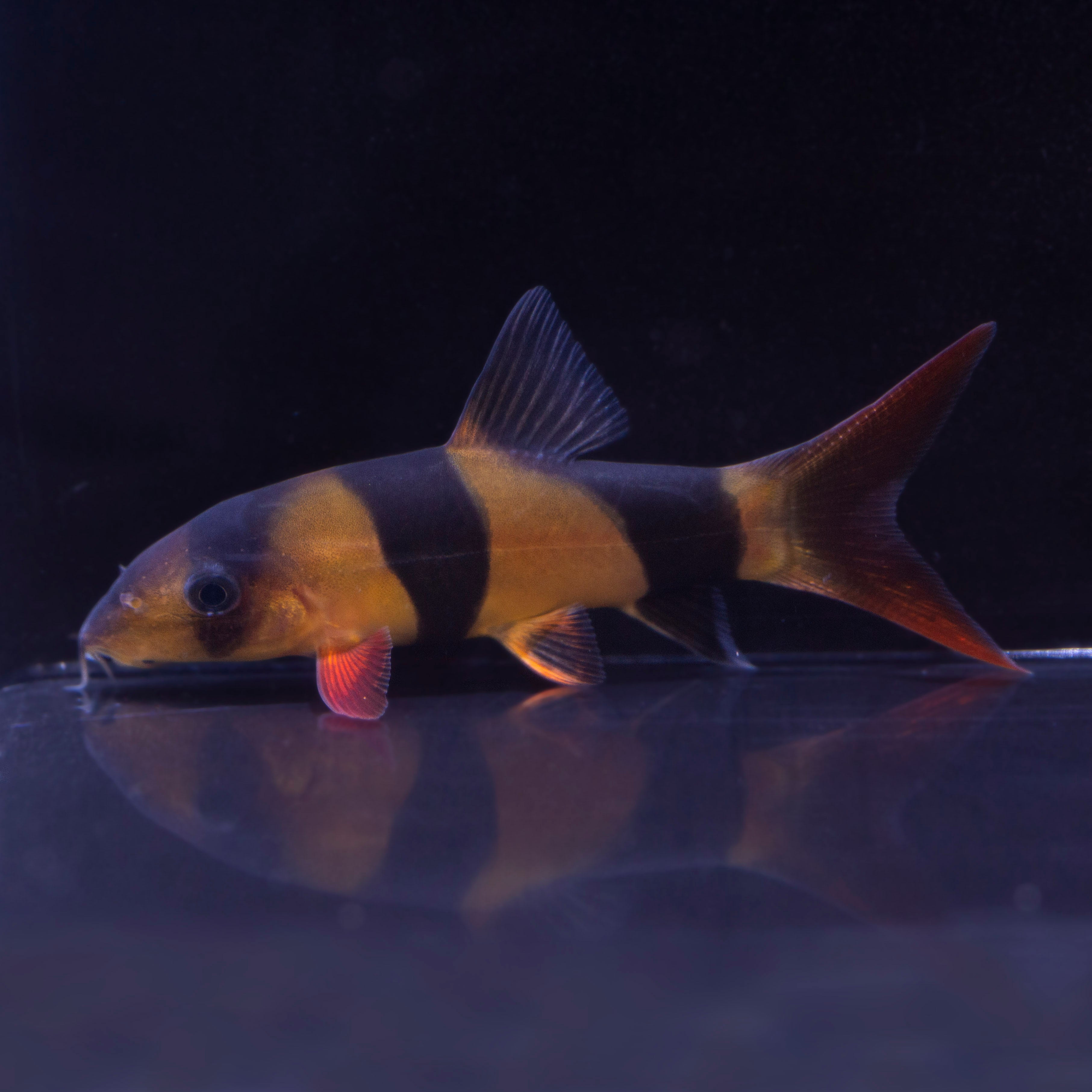 Loaches – Whitlyn Aquatics
