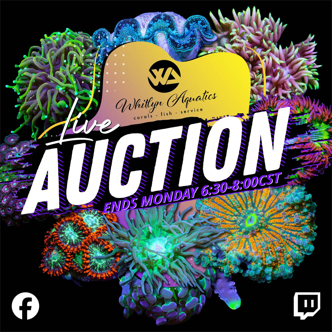 Weekly WYSIWYG Live Coral Auctions – Whitlyn Aquatics