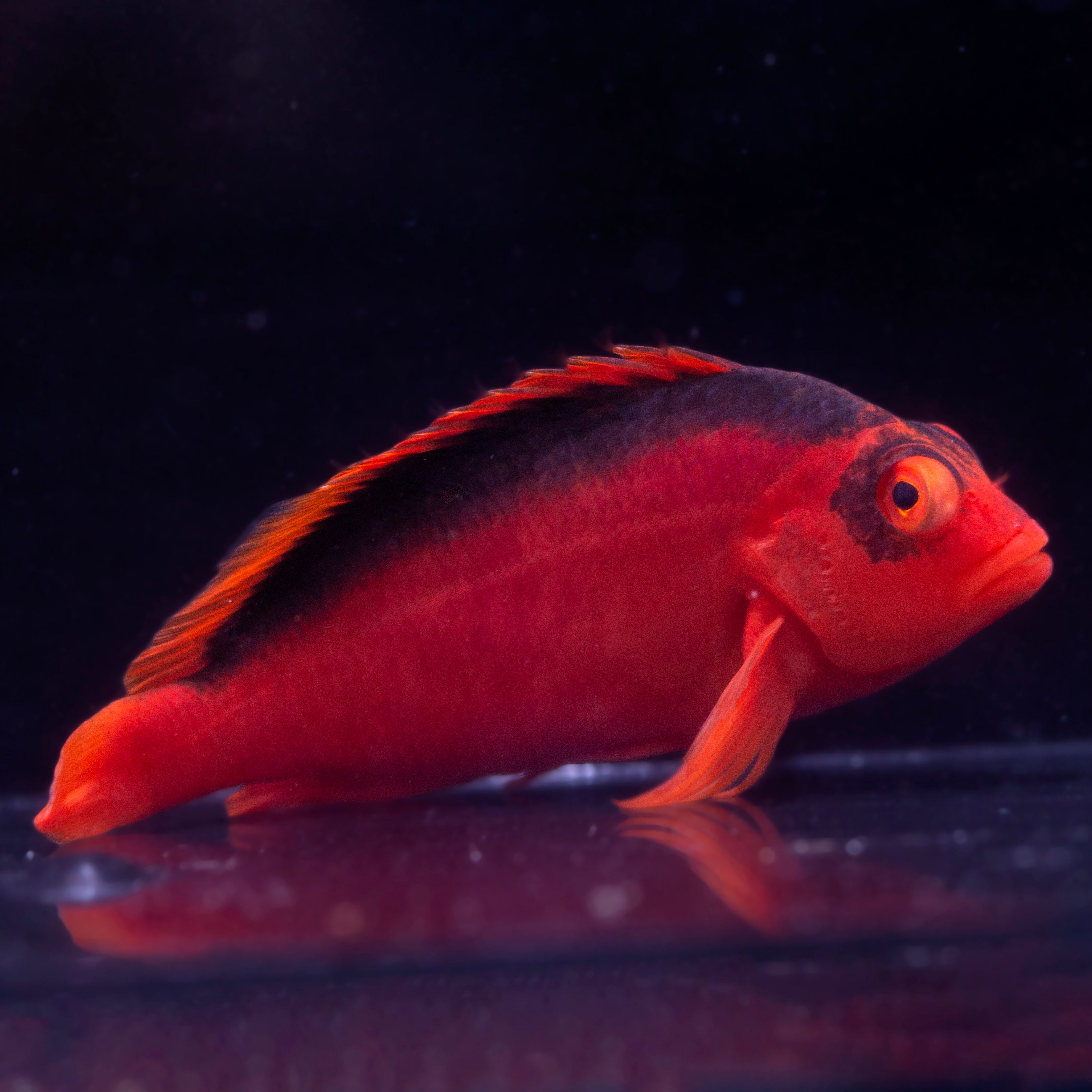 Flame Hawkfish