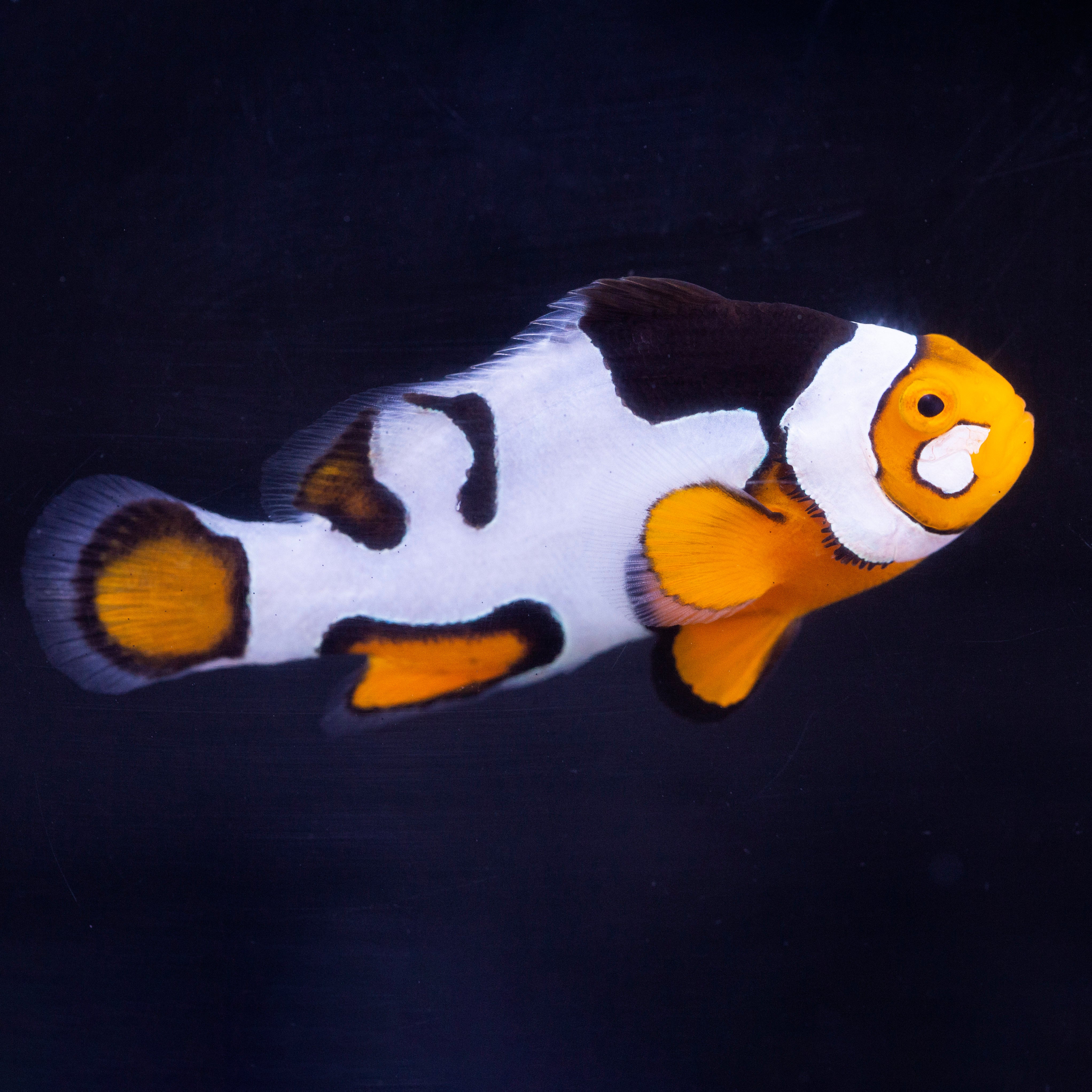 Black Picasso Clownfish