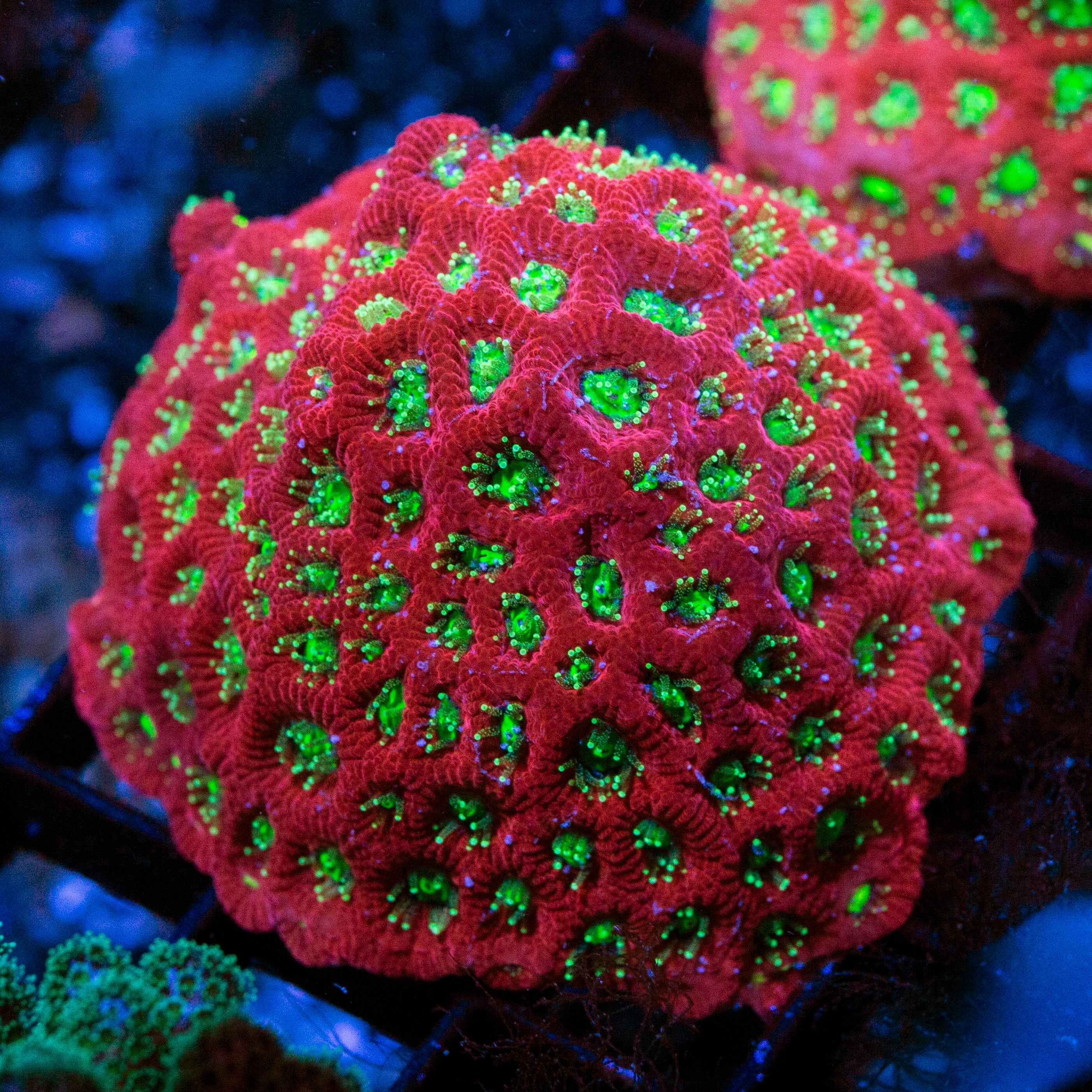 Favia & Goniastrea Coral For Sale – Whitlyn Aquatics