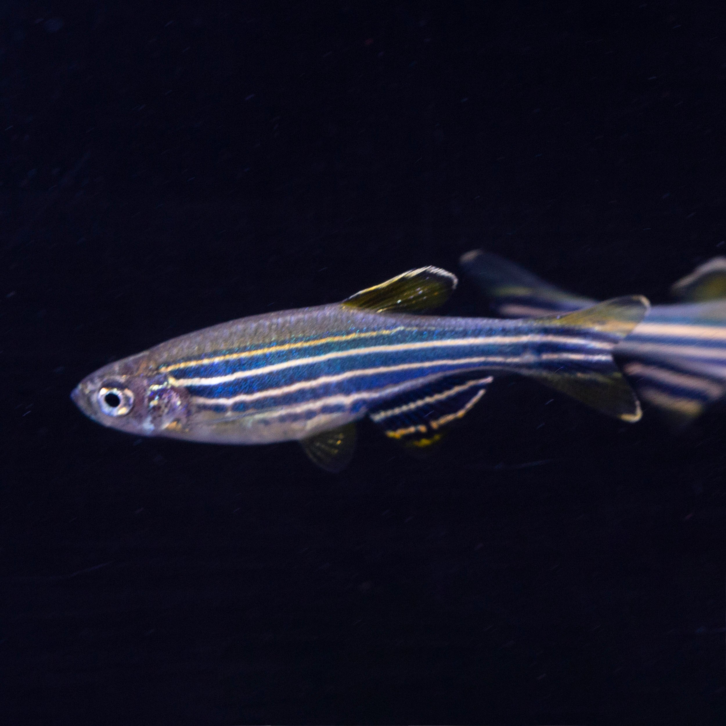 Danios – Whitlyn Aquatics