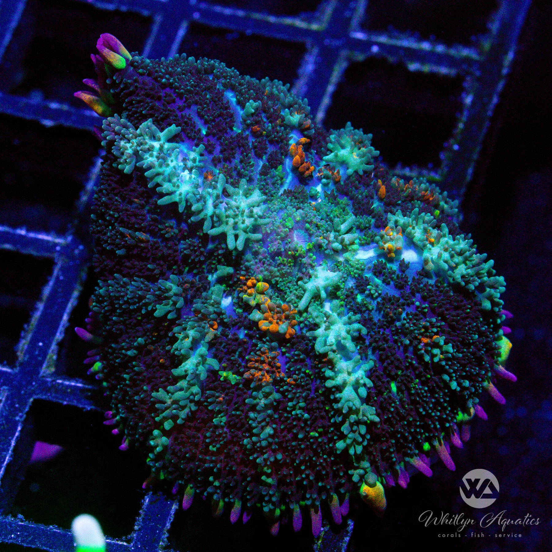 (A1) XL WA Carnival Bounce Mushroom - WYSIWYG – Whitlyn Aquatics
