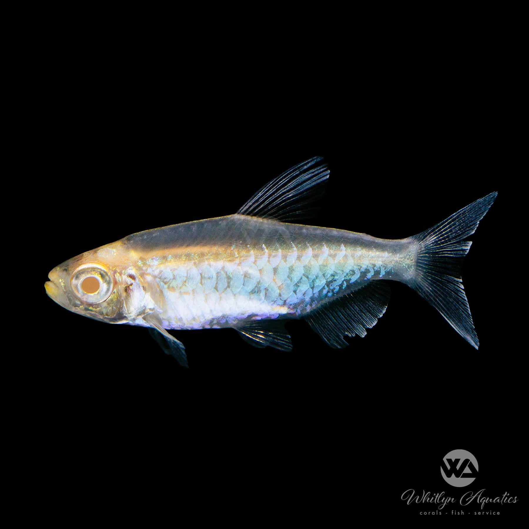 Albino Congo Tetra - Phenacogrammus interruptus – Whitlyn Aquatics