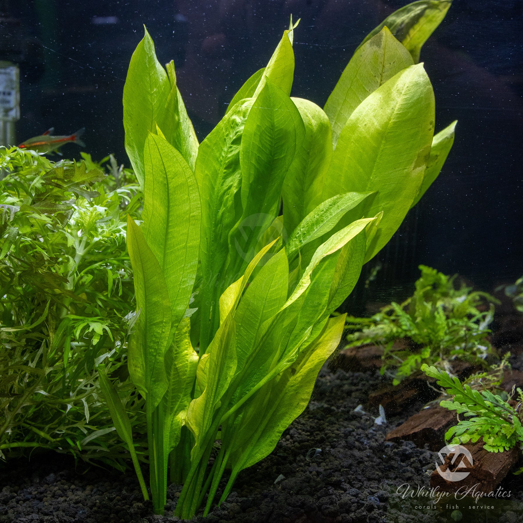 Amazon Sword - Echinodorus amazonicus – Whitlyn Aquatics
