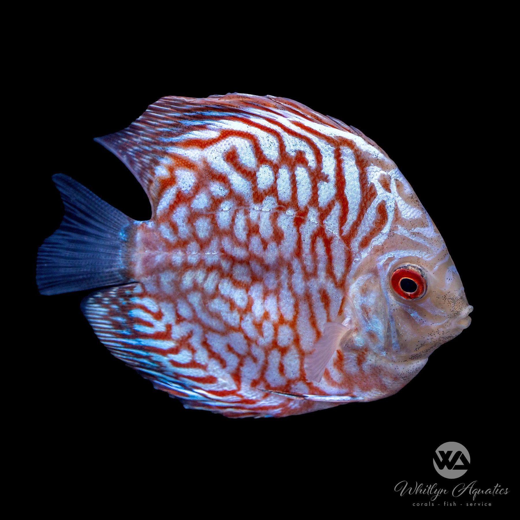 Assorted Discus - Symphysodon aequifasciatus – Whitlyn Aquatics