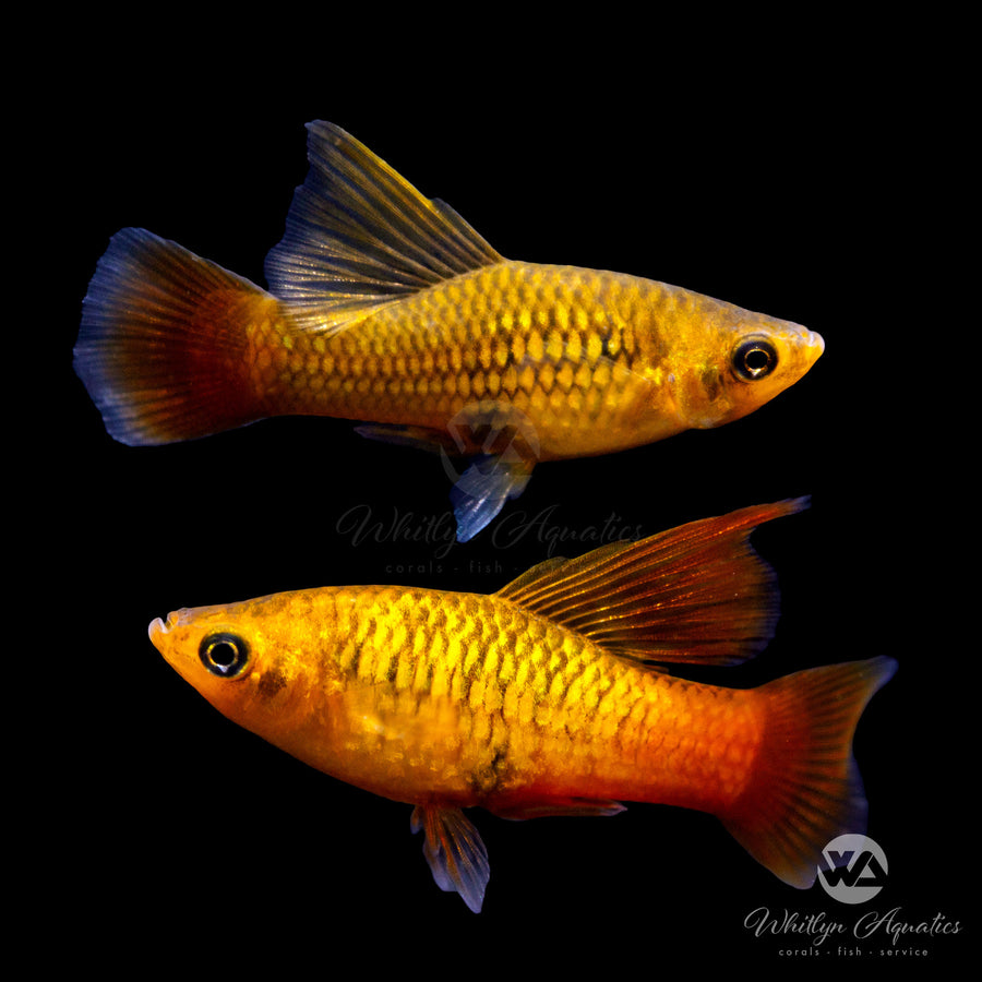 Livebearers – Whitlyn Aquatics