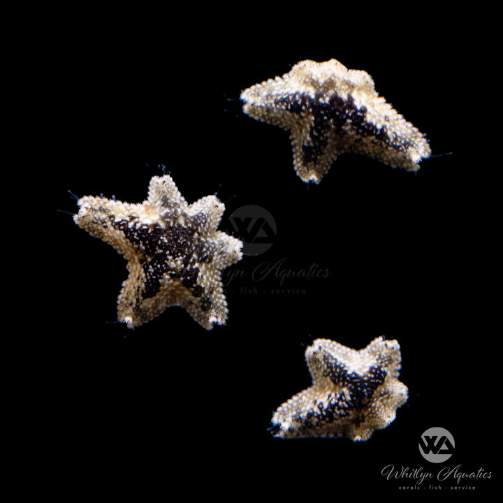 Starfish – Whitlyn Aquatics
