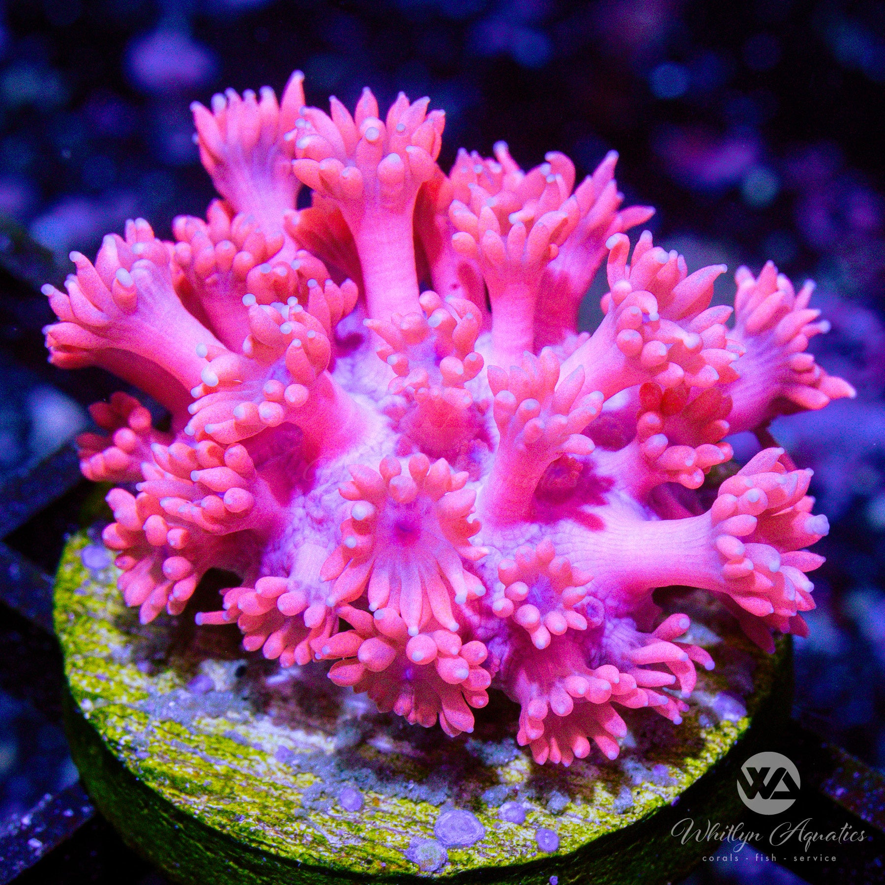 Coral Auction – Whitlyn Aquatics