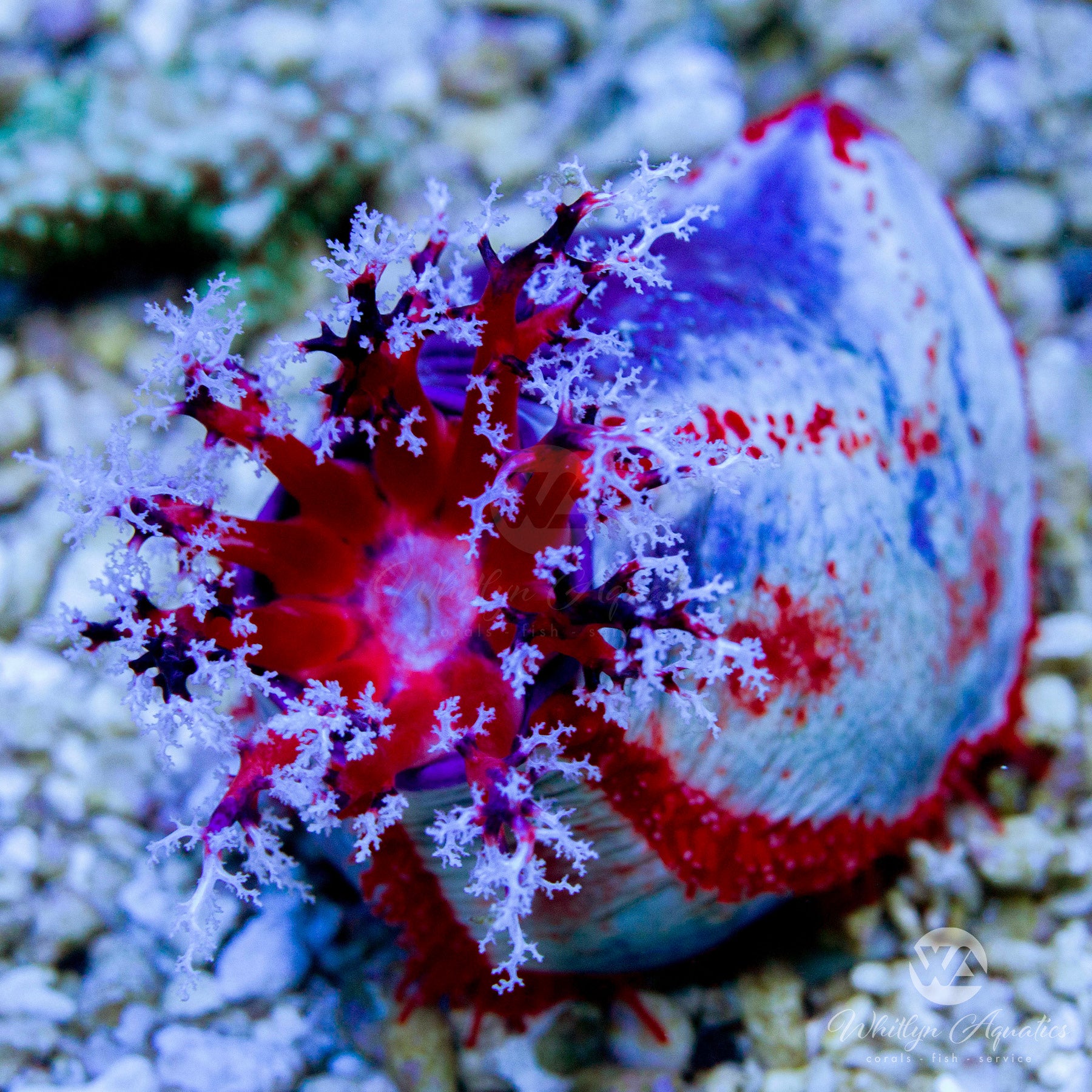 Australian Sea Apple - Pseudocolochirus axiologus – Whitlyn Aquatics