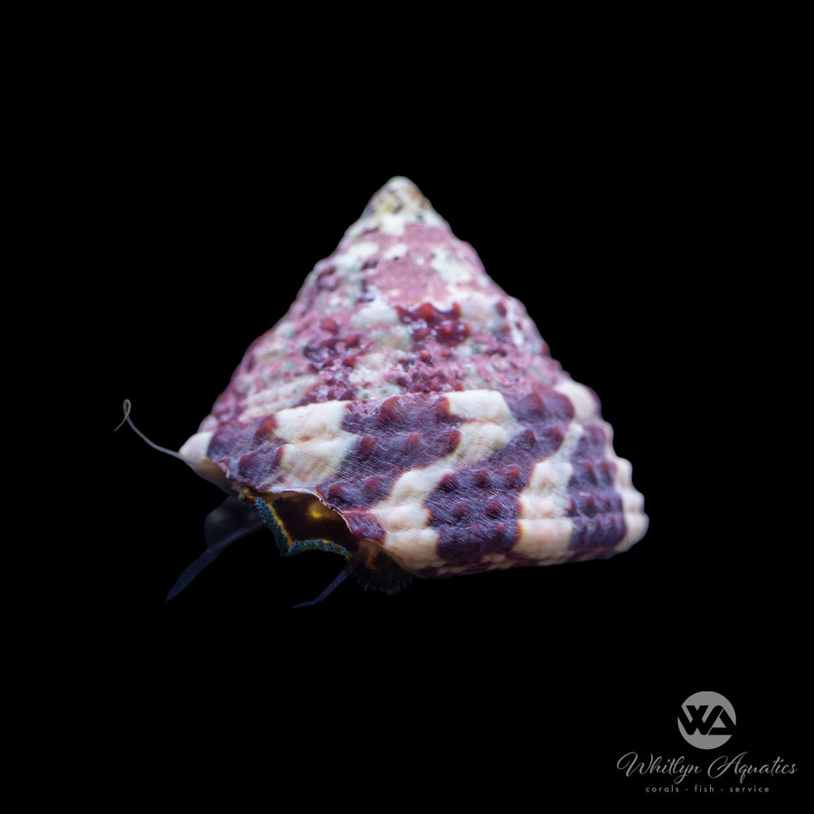 Saltwater Snails – Whitlyn Aquatics