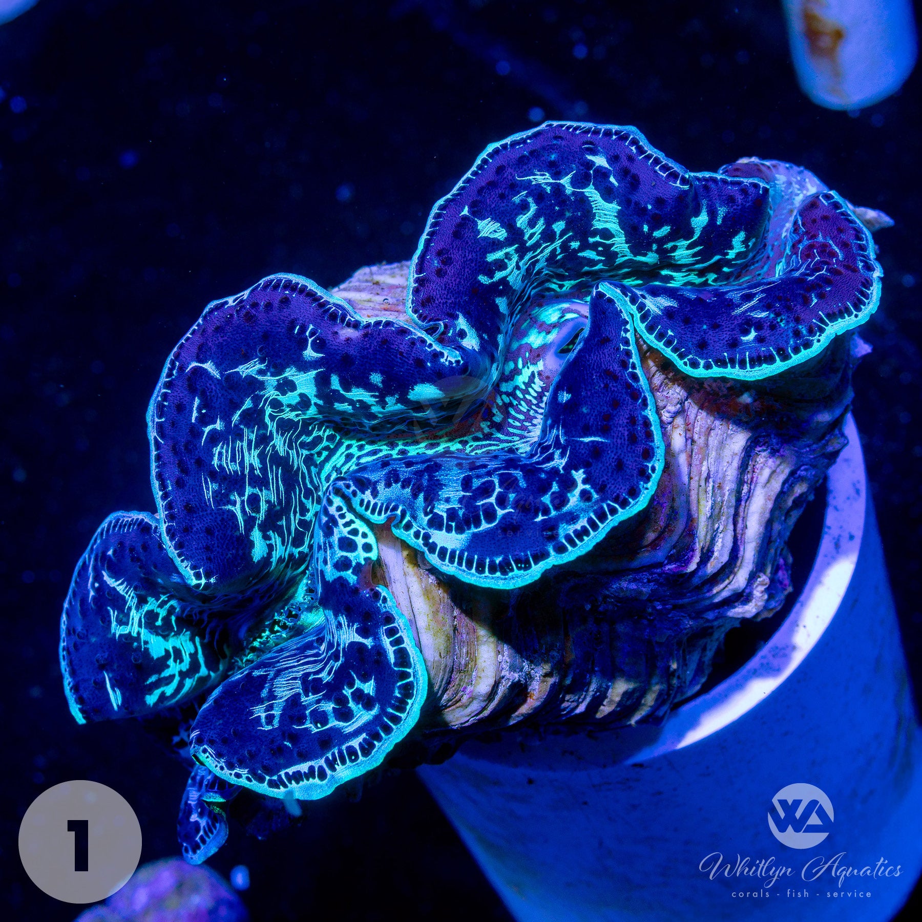 Ultra Blue Maxima Clams (Medium ~5") - WYSIWYG – Whitlyn Aquatics