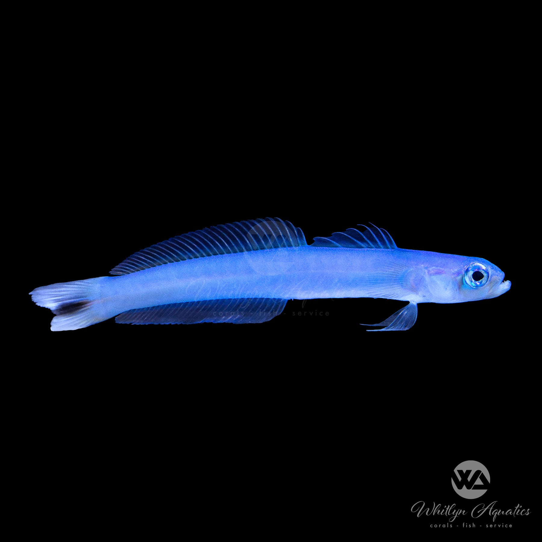 Blue Gudgeon Dartfish - Ptereleotris heteroptera – Whitlyn Aquatics