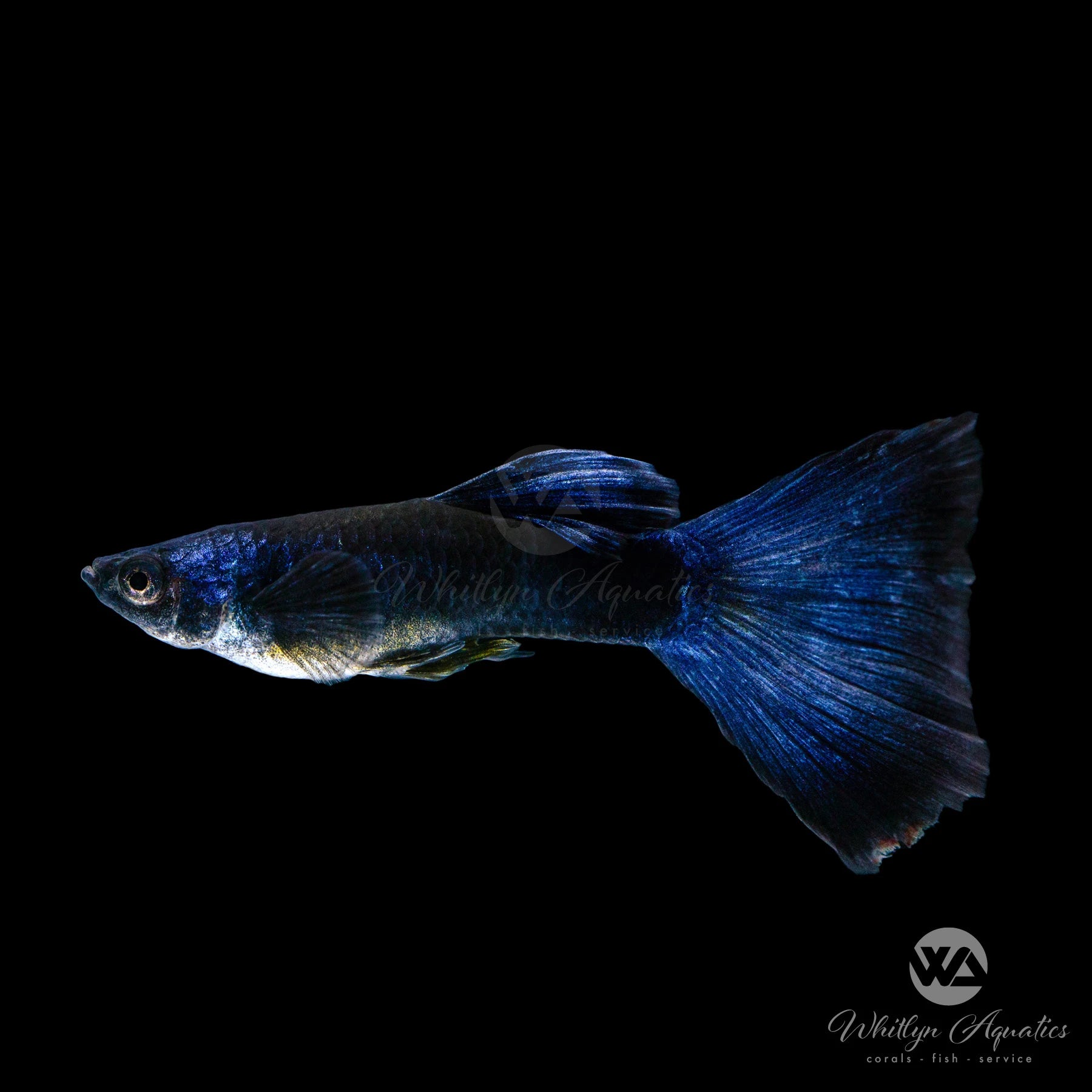 Moscow Blue Guppy - Poecilia reticulata – Whitlyn Aquatics