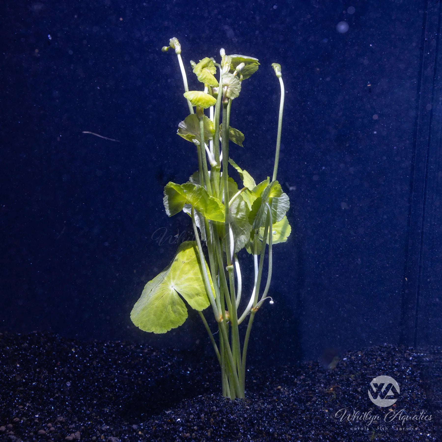Brazilian Pennywort - Hydrocotyle leucocephala – Whitlyn Aquatics