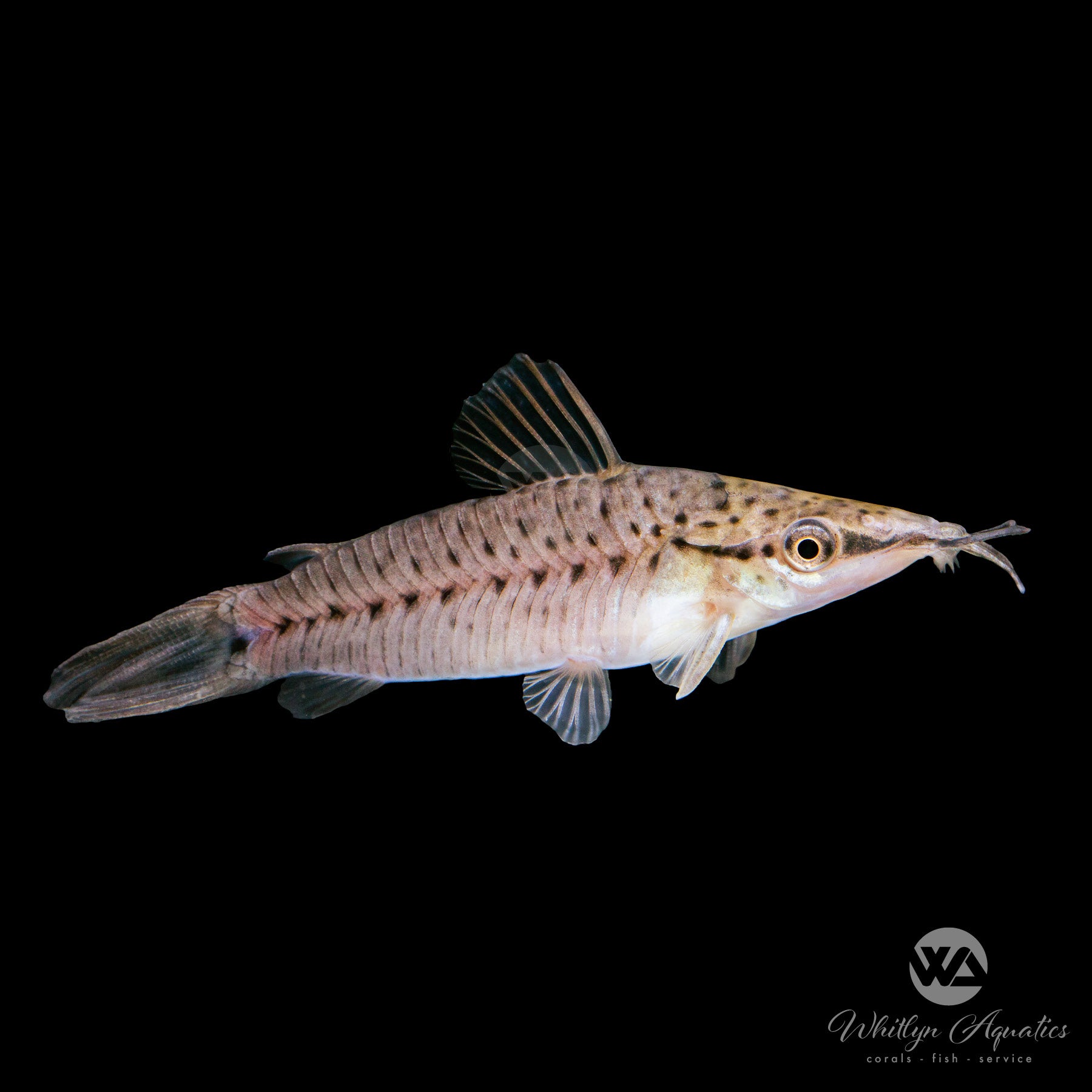Brown Hoplo Catfish - Megalechis littorale – Whitlyn Aquatics