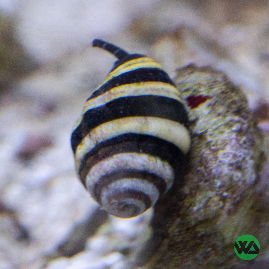 Snails – Whitlyn Aquatics
