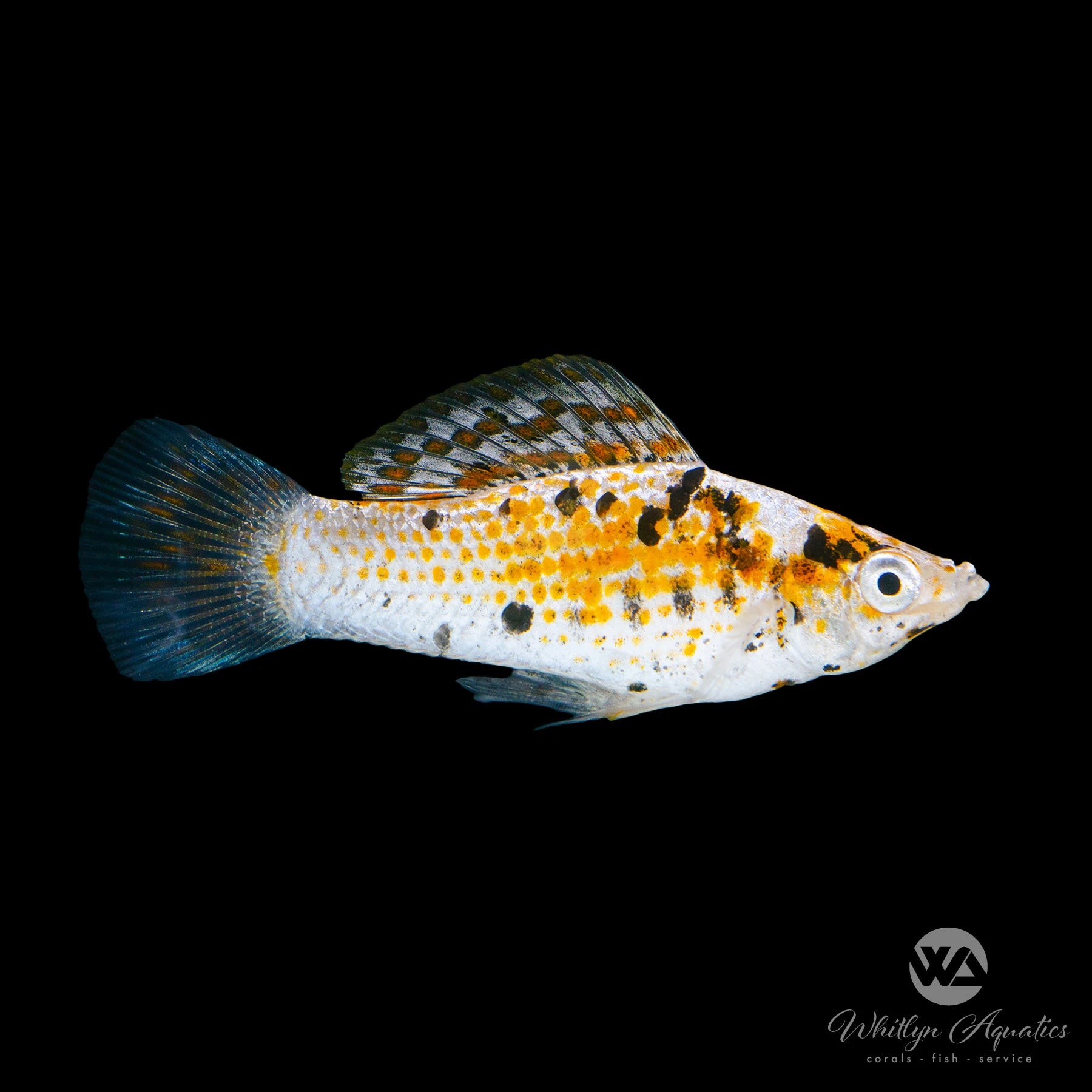 Calico Molly - Poecilia latipinna – Whitlyn Aquatics