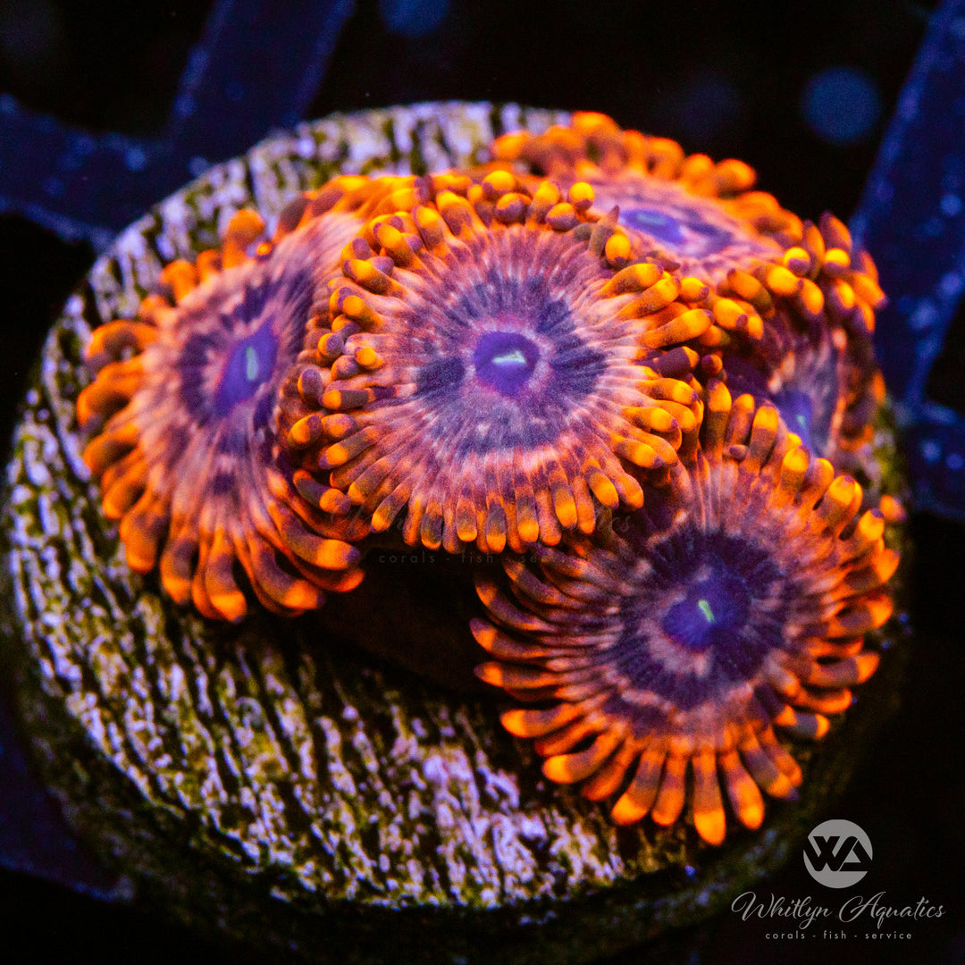 Utter Chaos Zoa – Whitlyn Aquatics