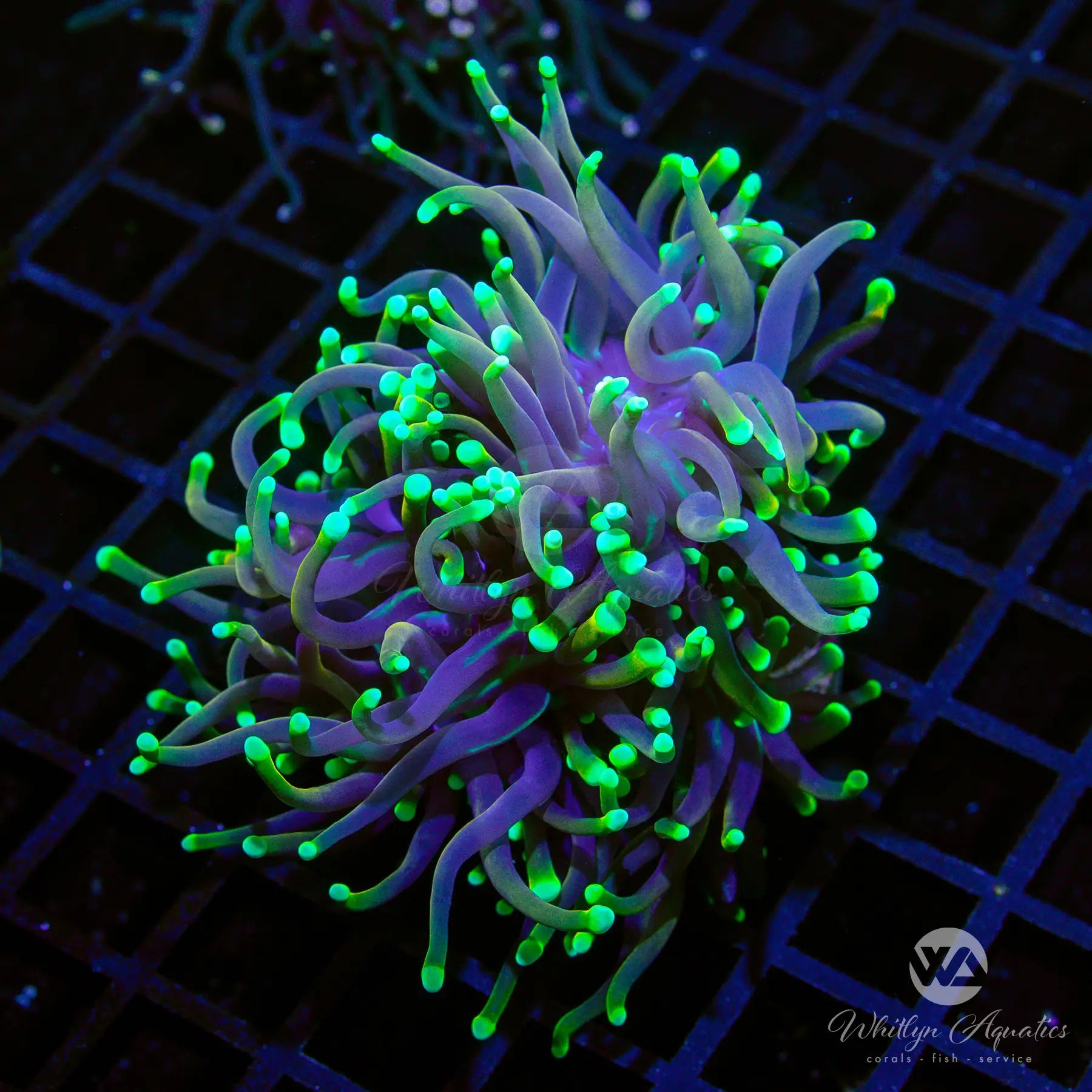 A59 - Dragon Soul Torch (3 heads) - WYSIWYG – Whitlyn Aquatics