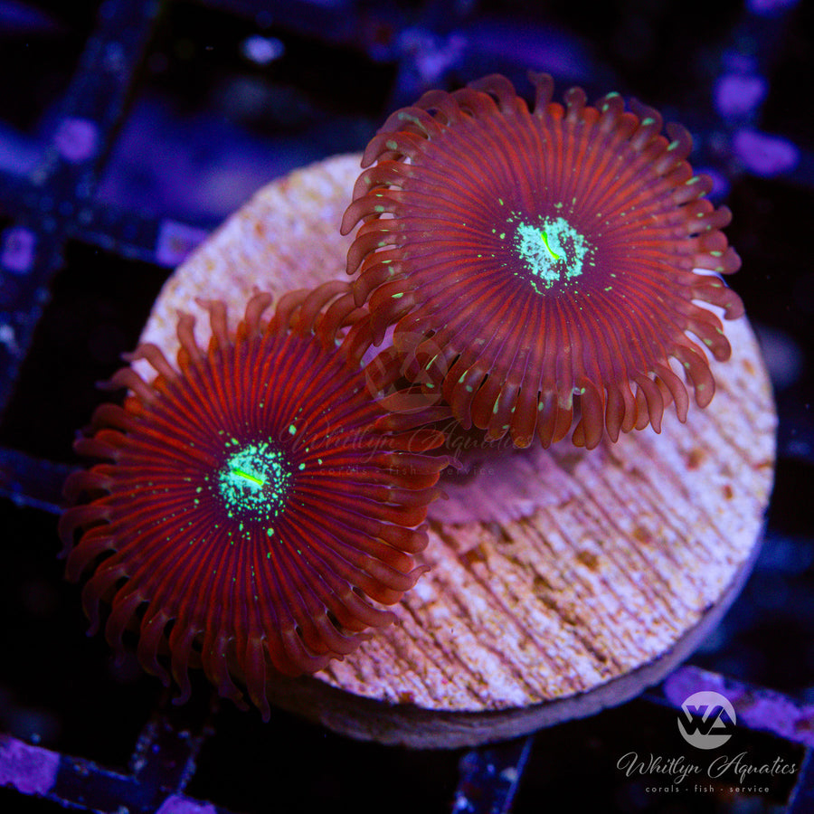 Zoanthids & Palythoas For Sale – Page 2 – Whitlyn Aquatics
