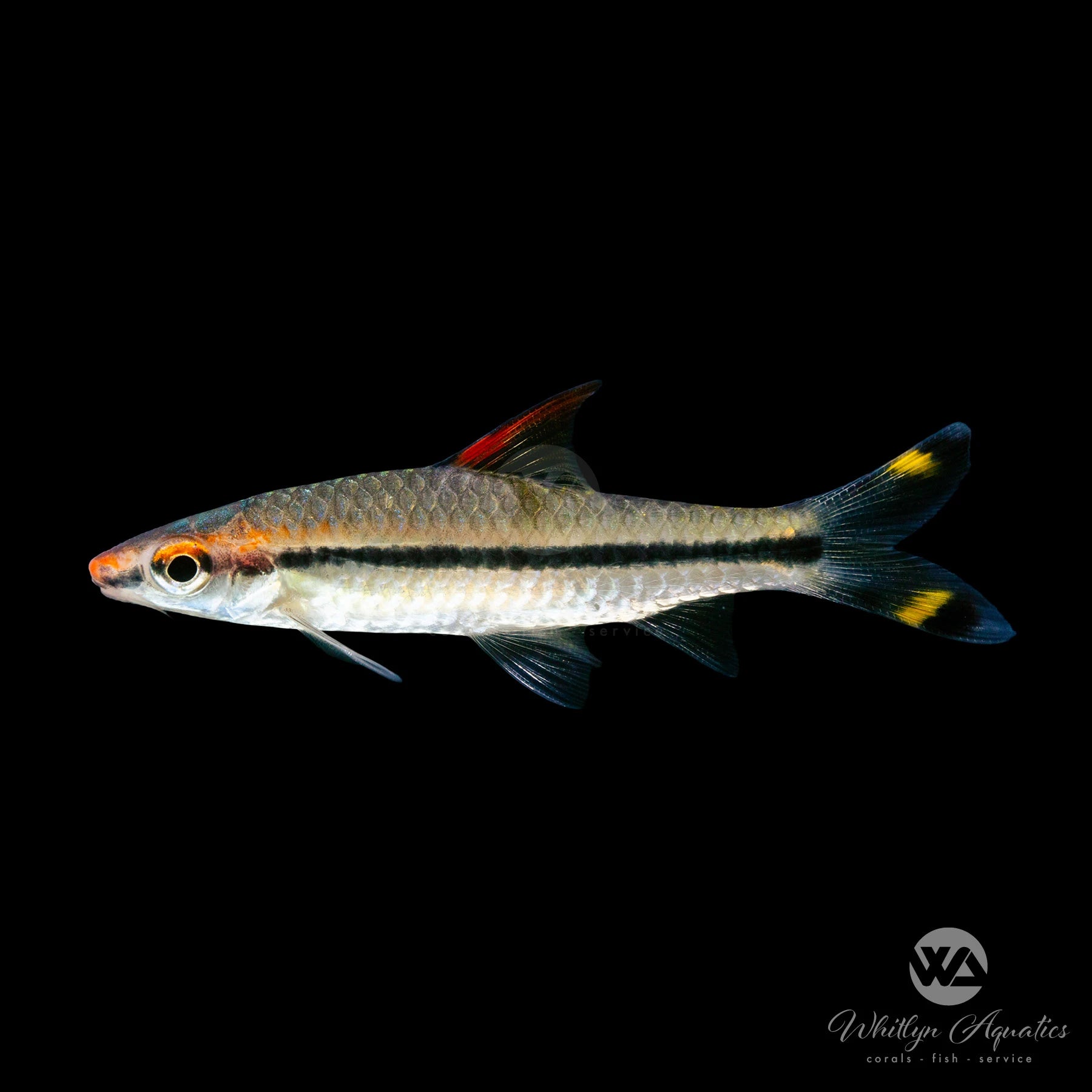 Denison Rose Line Barb - Puntius denisonii – Whitlyn Aquatics