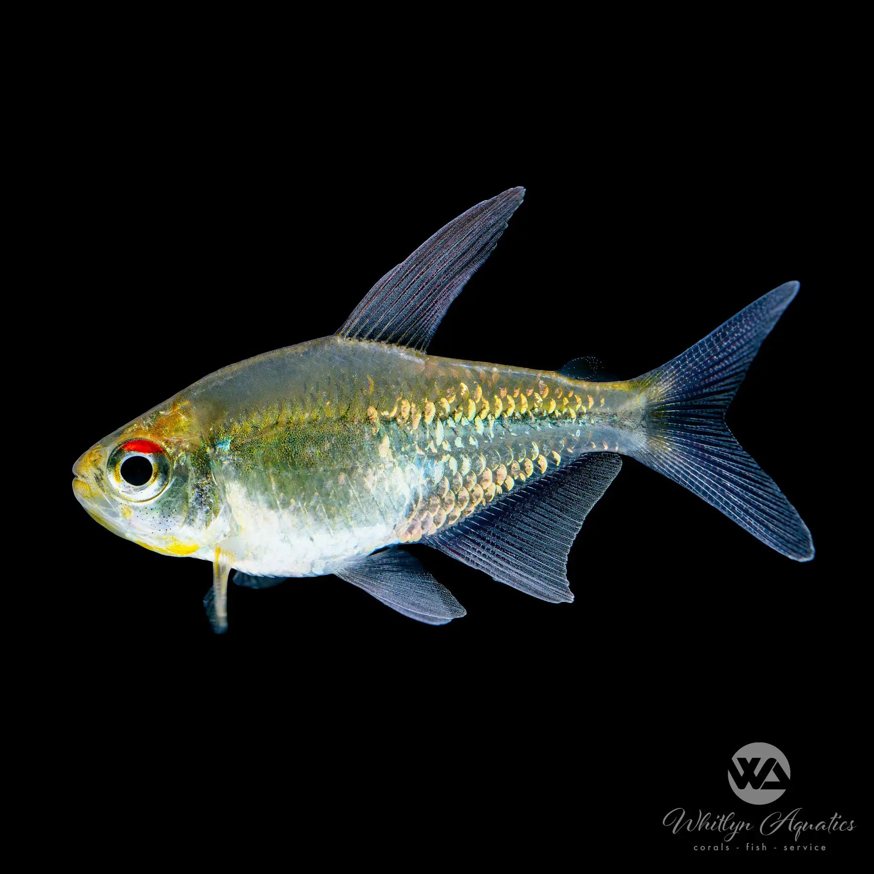 Diamond Tetra - Makunaima pittieri – Whitlyn Aquatics