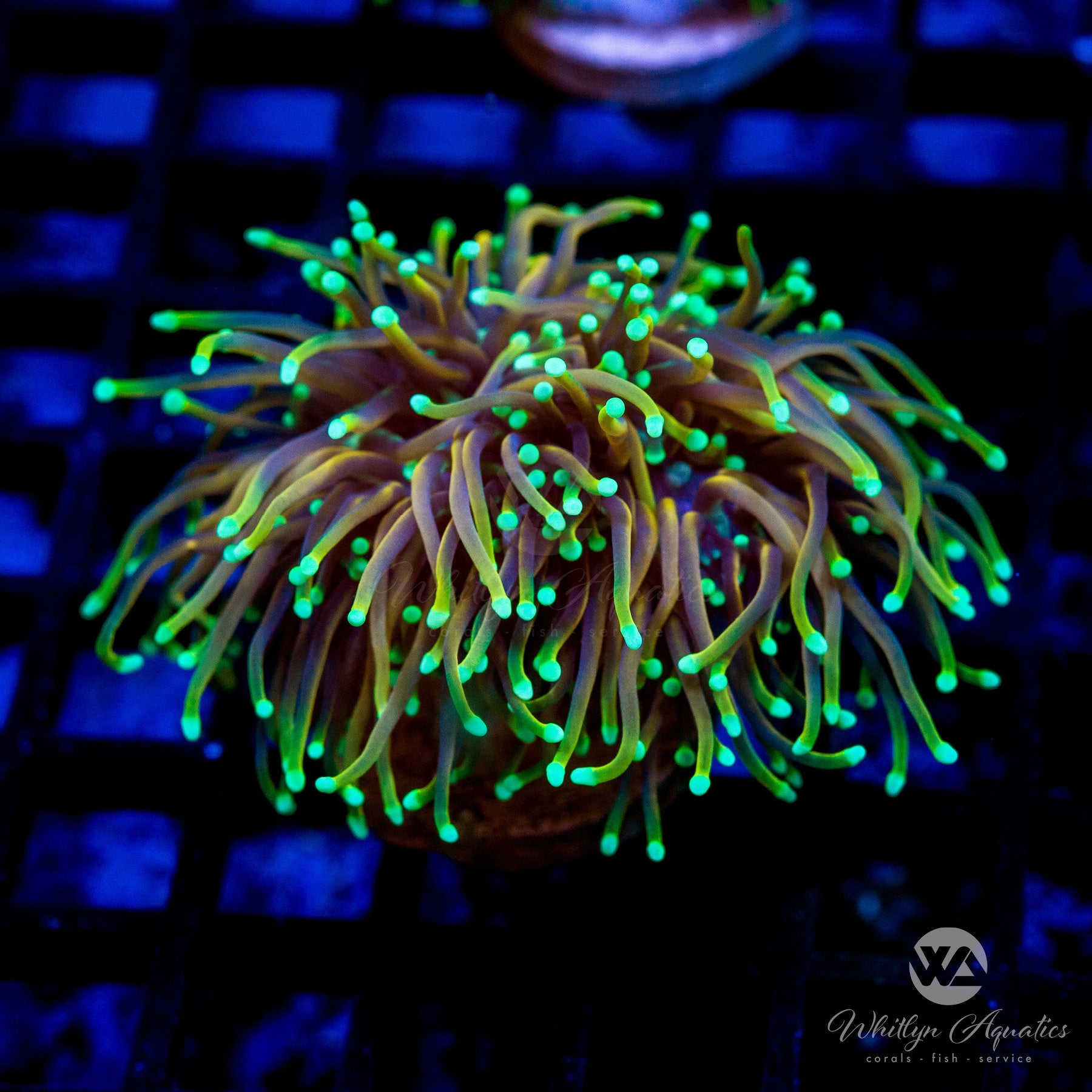 Dragon Soul Torch – Whitlyn Aquatics