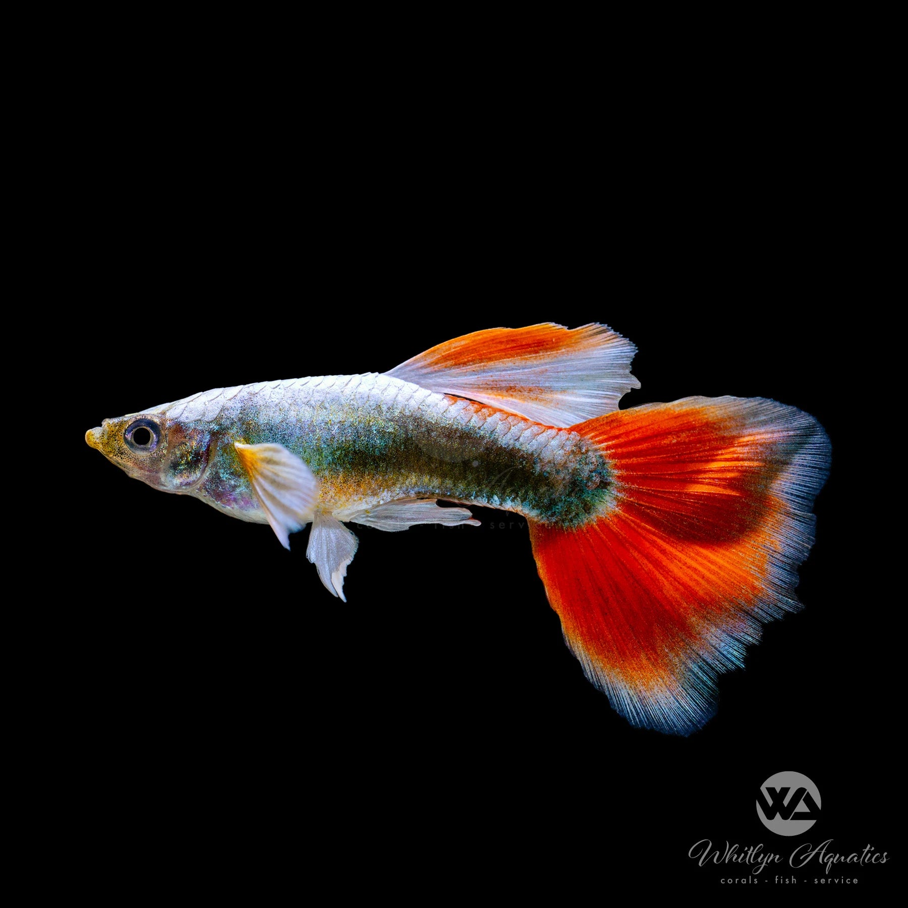 Dumbo Ear Santa Claus Guppy - Poecilia reticulata – Whitlyn Aquatics