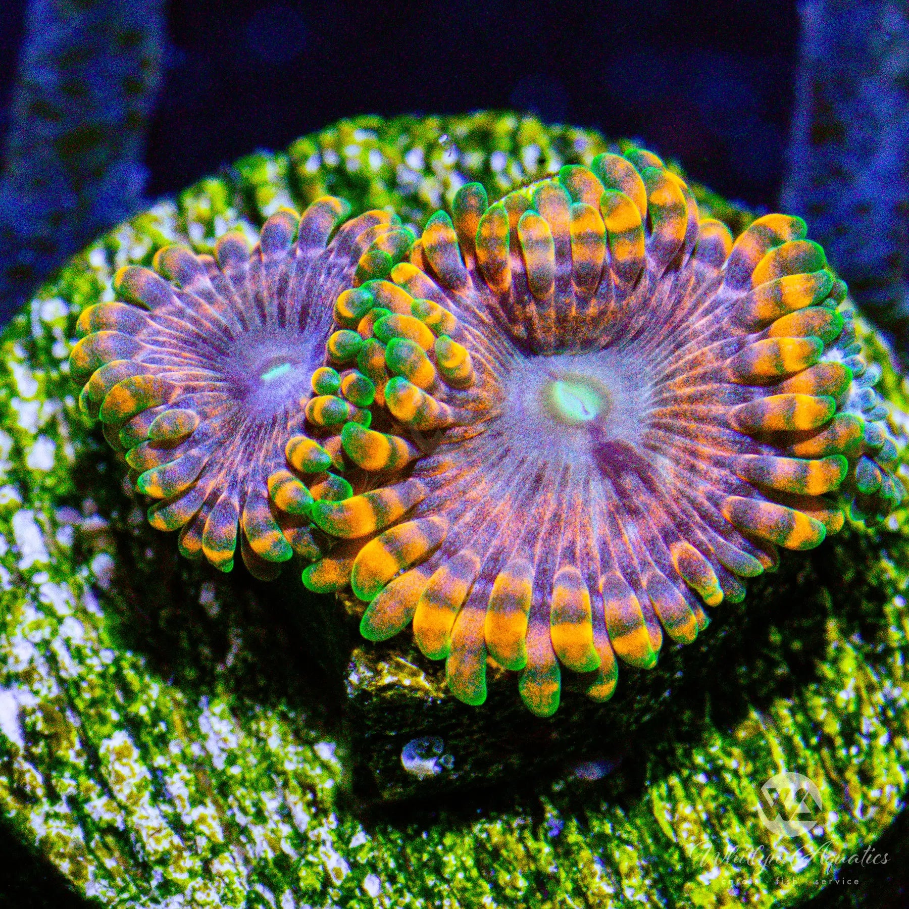 Fairy Fart Zoanthid (Aquacultured) – Whitlyn Aquatics
