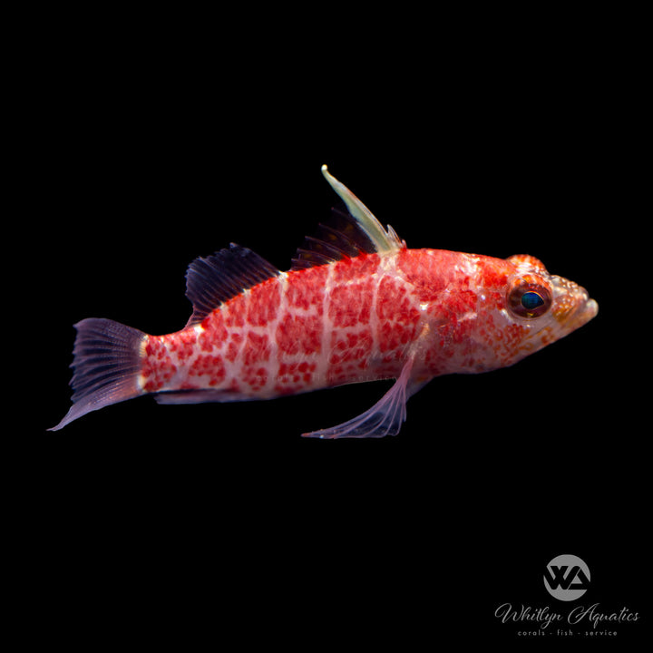 Saltwater Fish – Page 2 – Whitlyn Aquatics