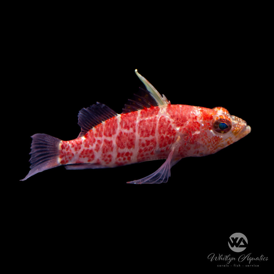 Saltwater Fish – Page 2 – Whitlyn Aquatics