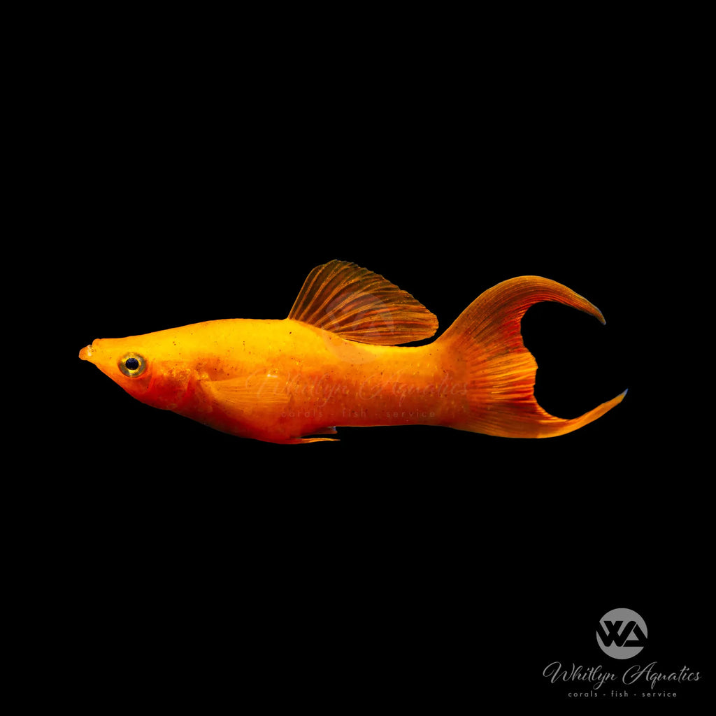 Po De Ouro Lyretail Molly