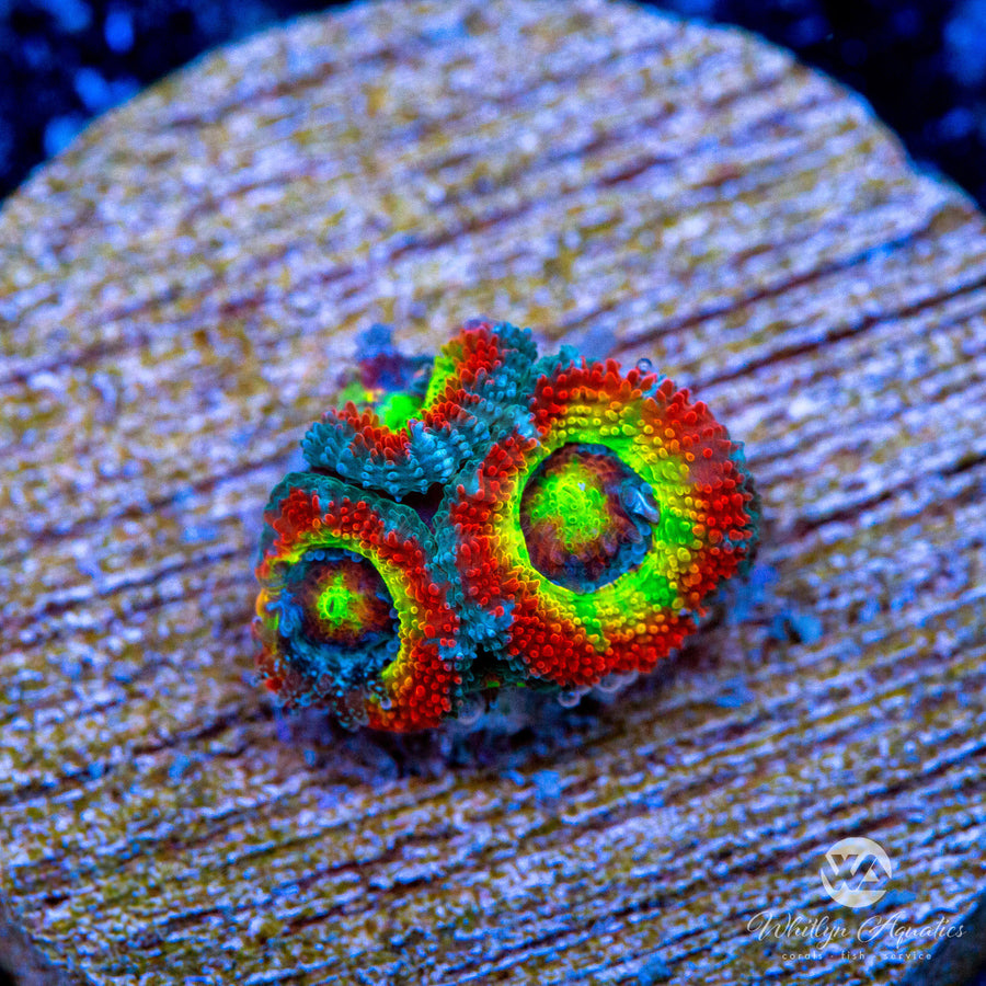 Acan and Micromussa Coral For Sale – Whitlyn Aquatics